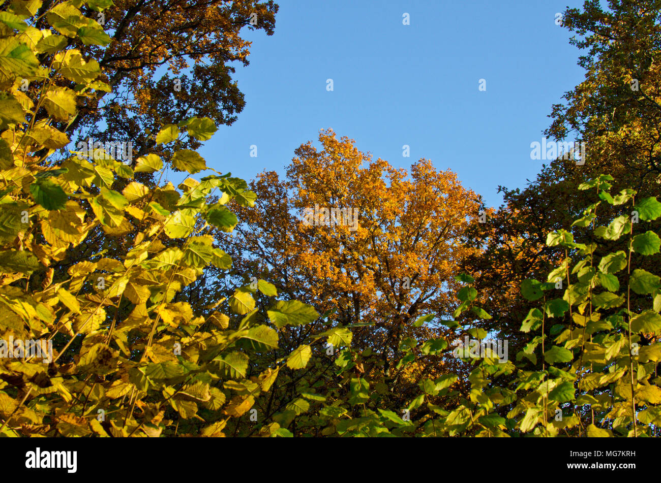 Autumnal Copse Foliage - Changing colours - Fall Leaf Color. Autumn in ...