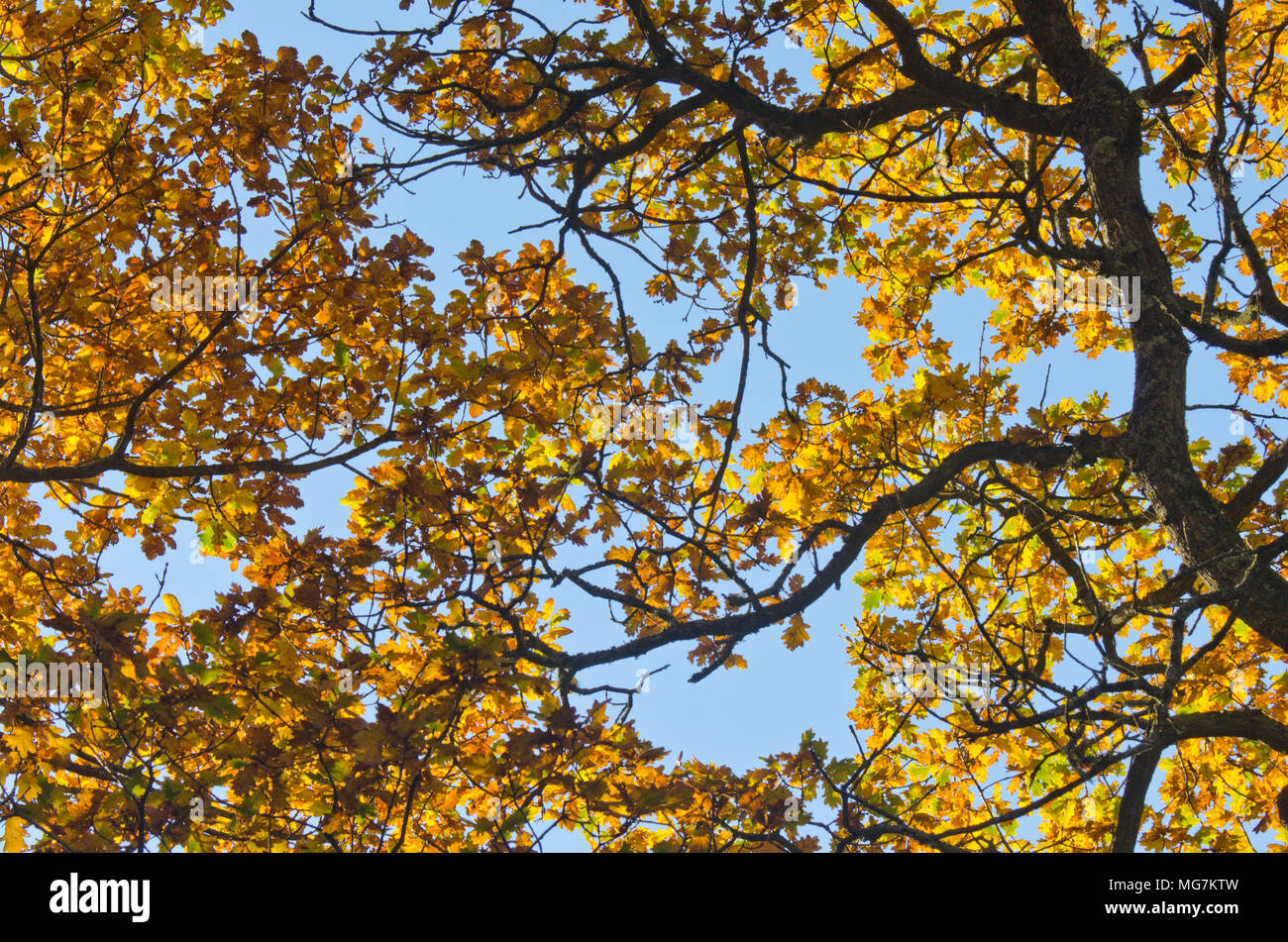 Color of the foliage hi-res stock photography and images - Alamy
