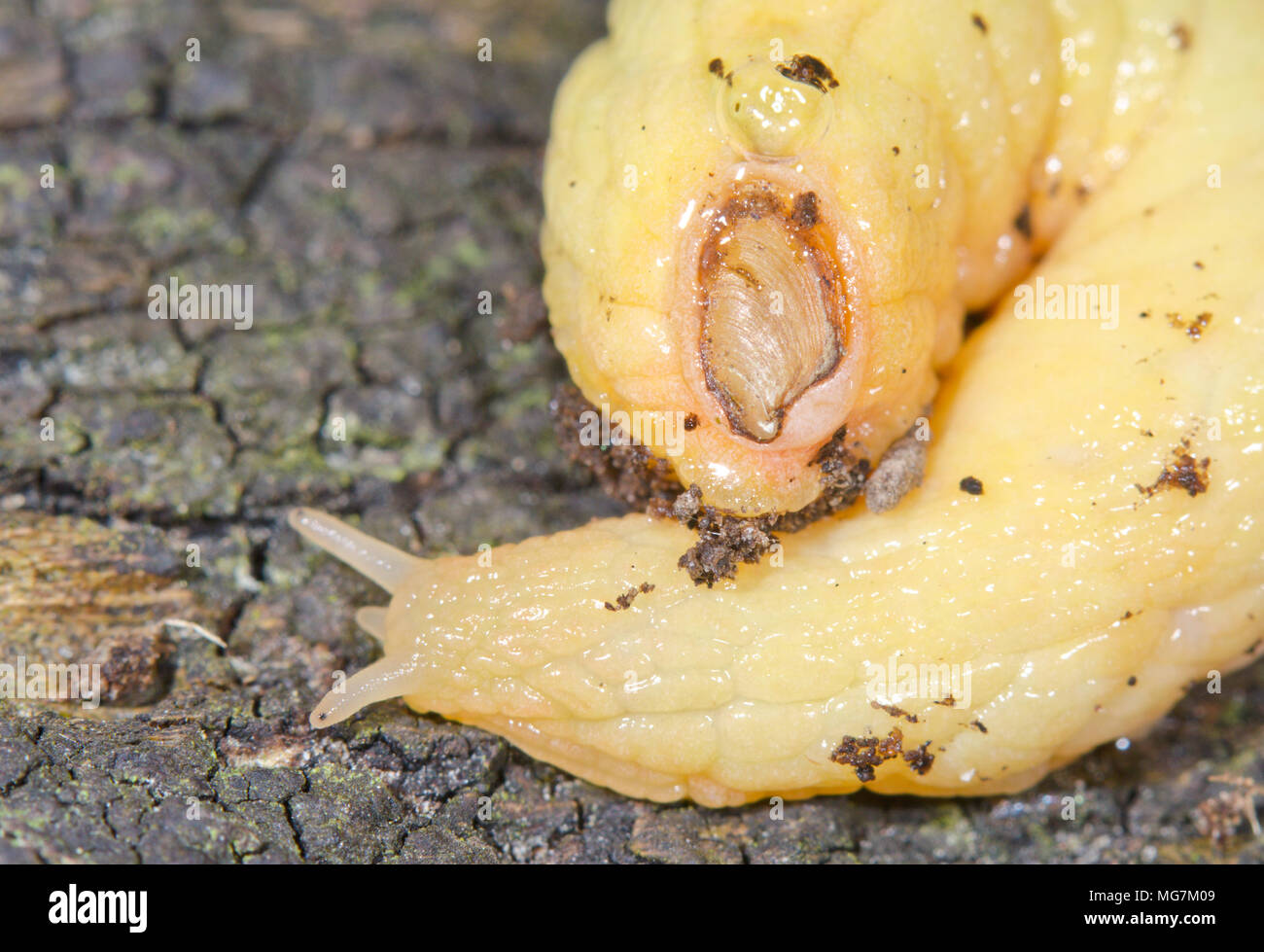 Close up ear hi-res stock photography and images - Alamy