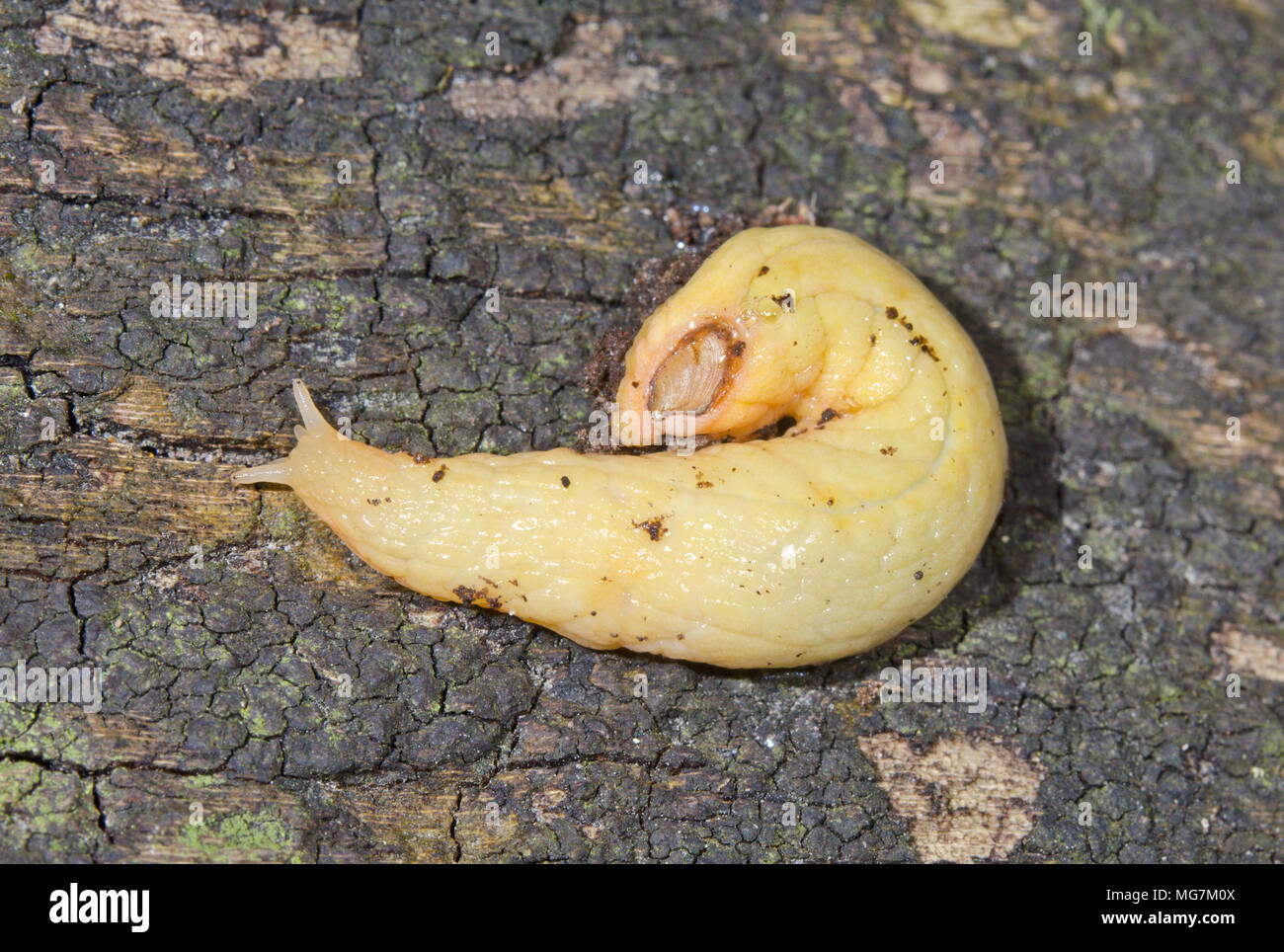 Ear shelled Slug (Testacella haliotidea). Testacellidae. Sussex, UK ...