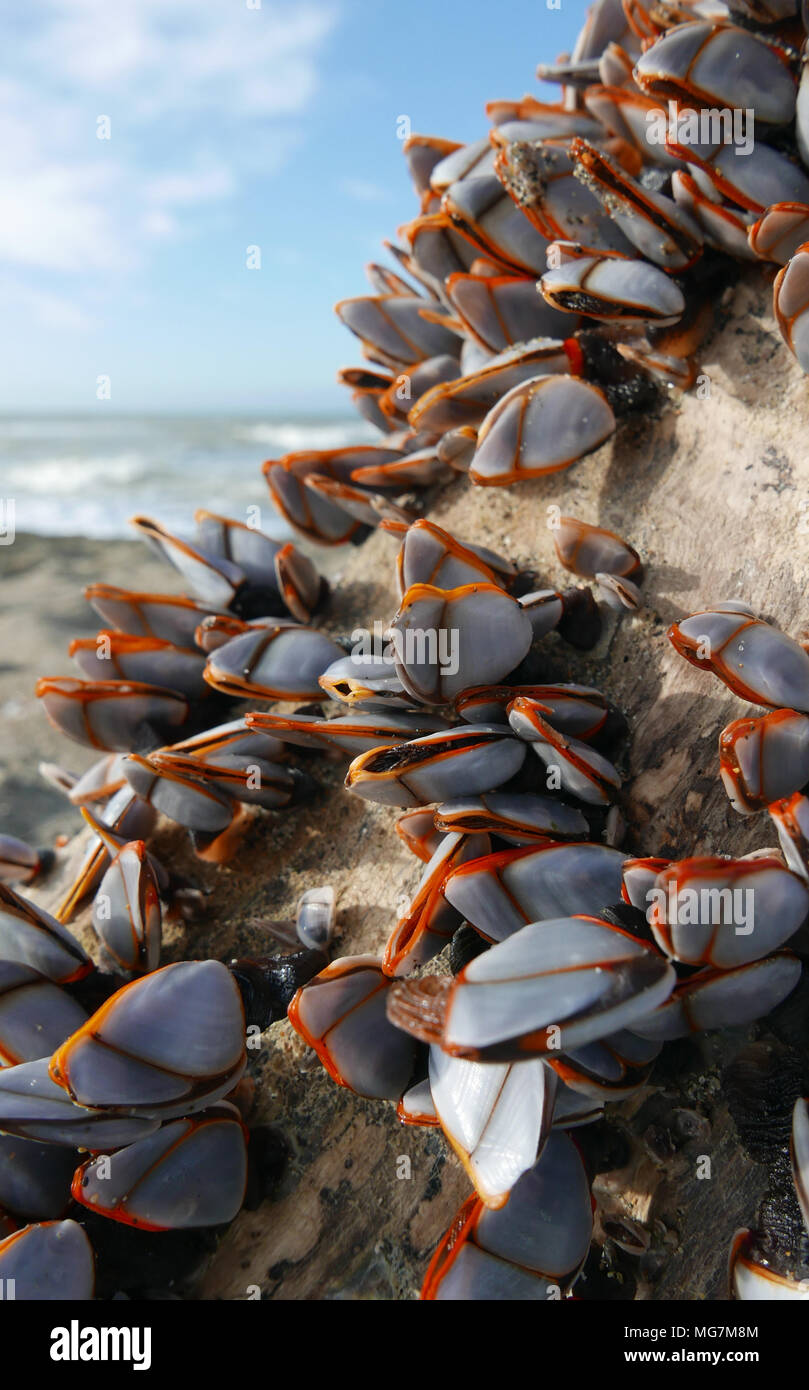 Shell colony hi-res stock photography and images - Alamy