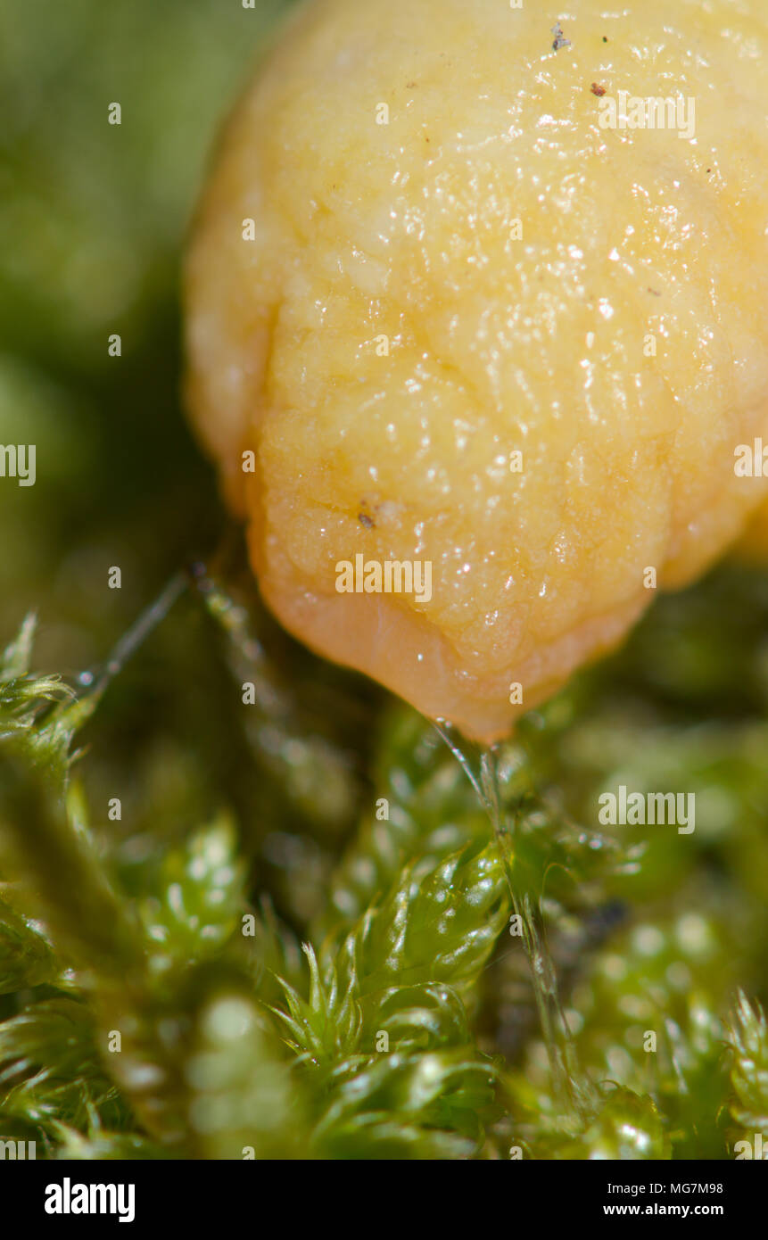 Retracted head of Rare Ear shelled Slug (Testacella haliotidea ...