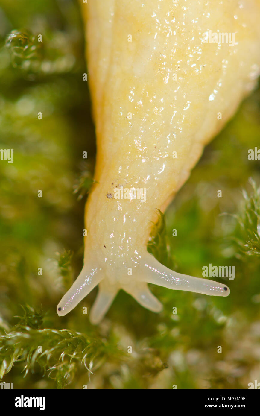 Head of Rare Ear shelled Slug (Testacella haliotidea). Testacellidae ...