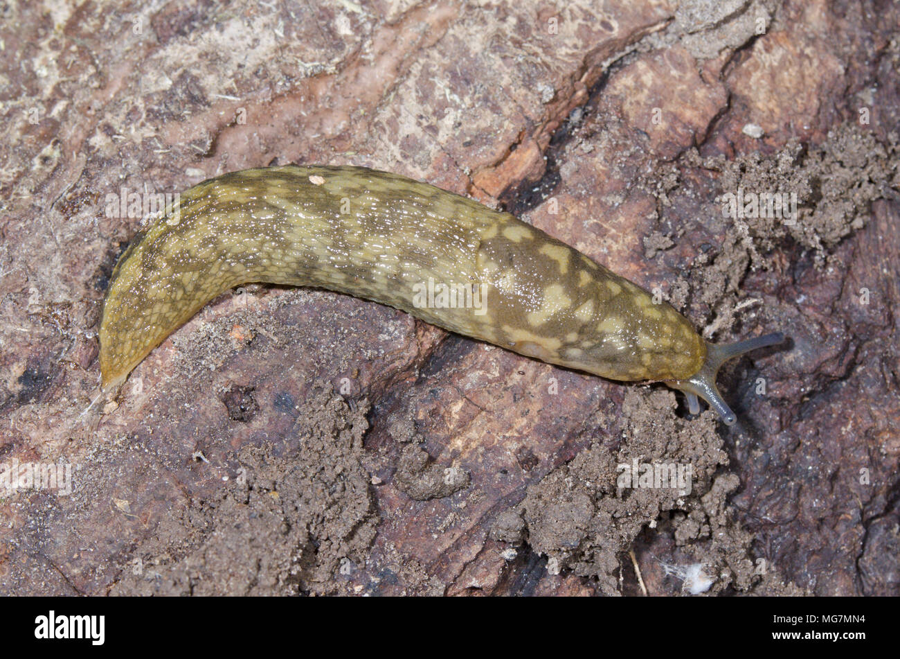 Irish Yellow Slug (Limacus maculatus). Limacidae. Sussex, UK Stock ...