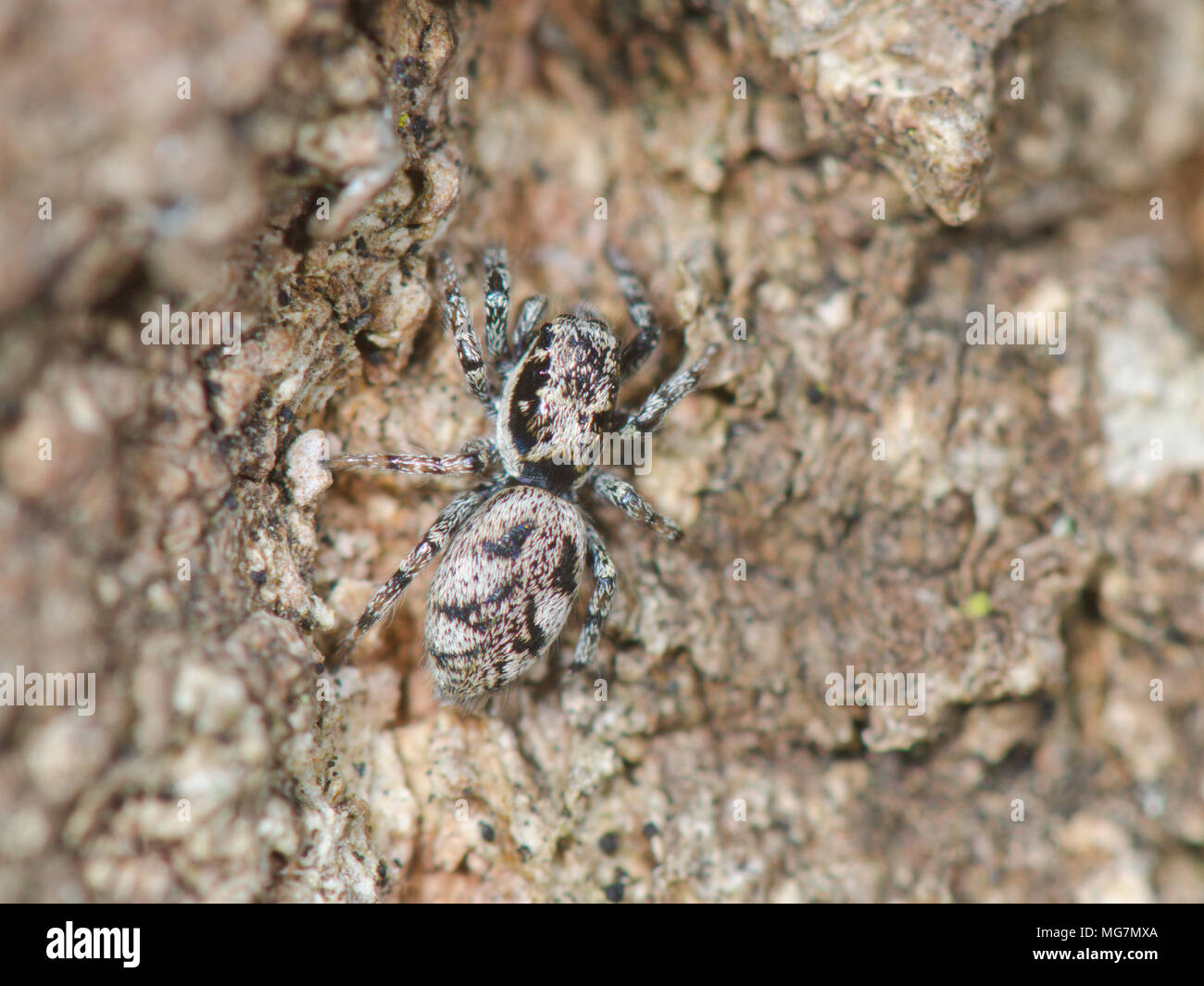 Jumping spiders hi-res stock photography and images - Alamy