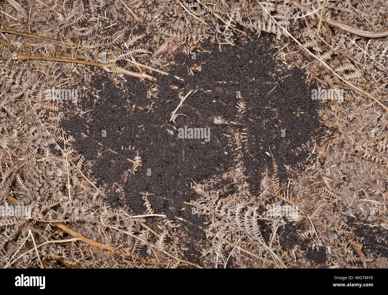 Southern Wood Ants Workers basking in the sun to warm up (Formica rufa ...