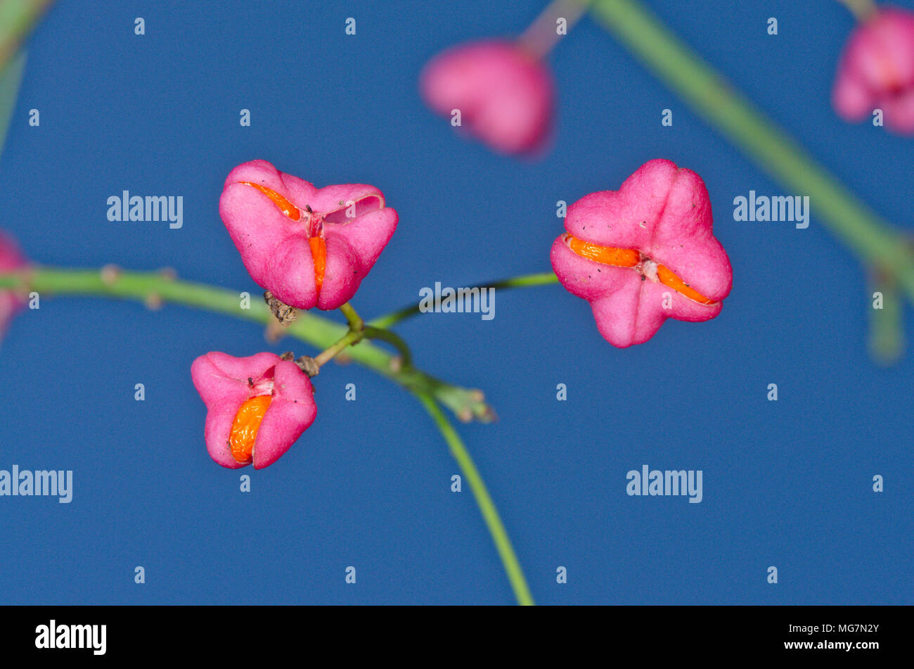 Spindle Tree Berries / Fruits (Euonymus europaea) Botanical Colors in ...