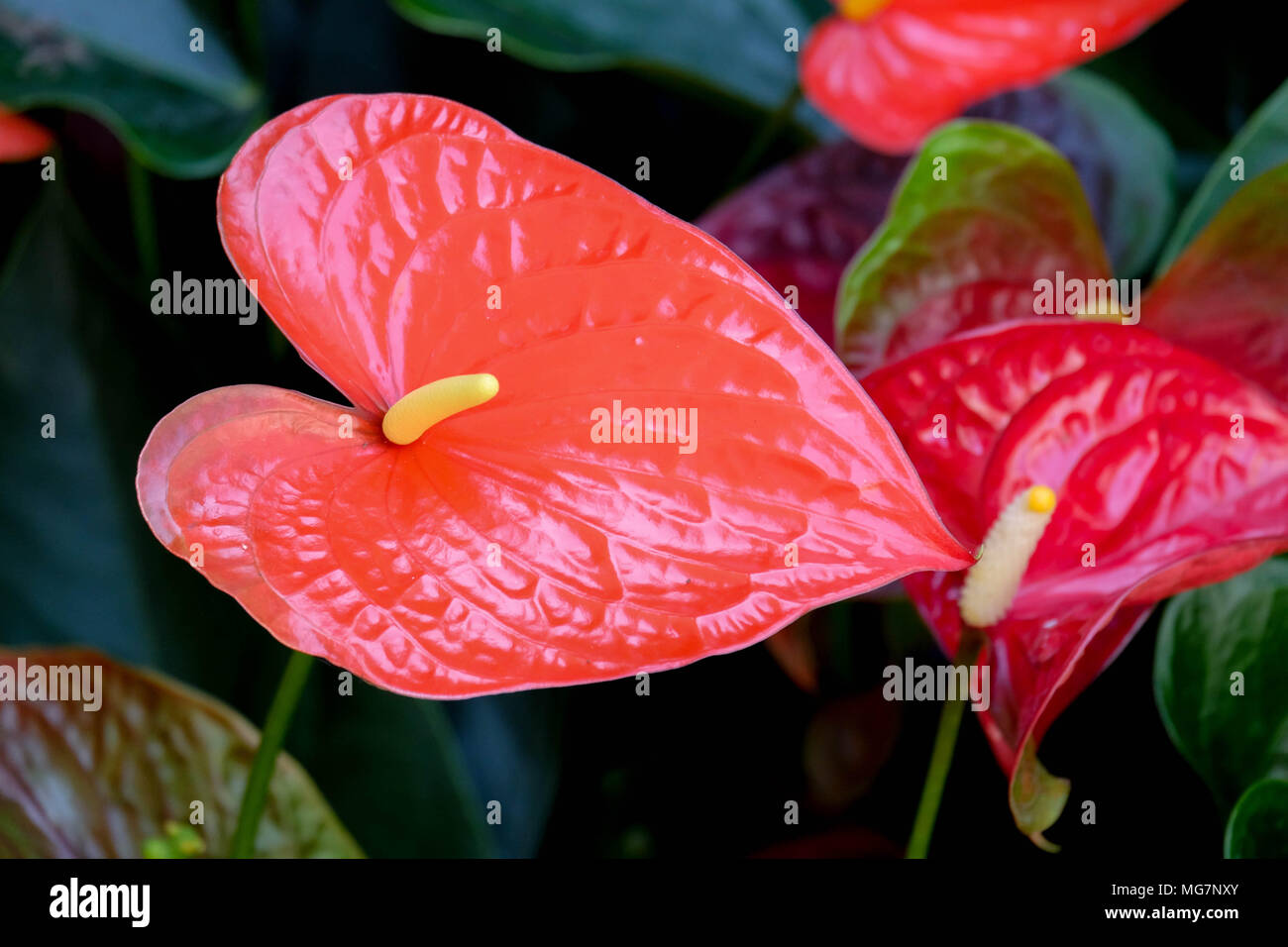 Red Spadix Stock Photos & Red Spadix Stock Images - Alamy