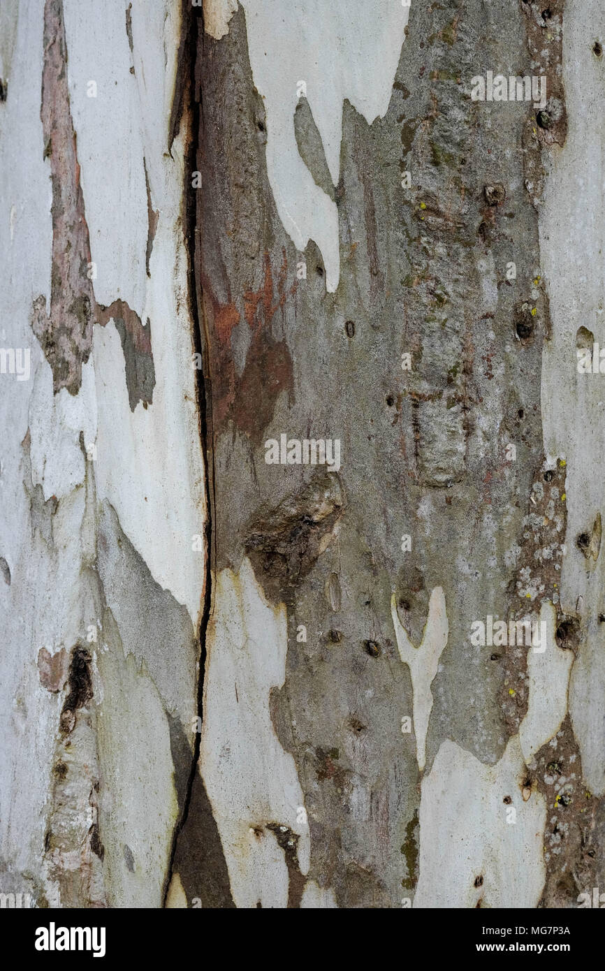 abstract pattern of old Eucalyptus tree bark Stock Photo - Alamy