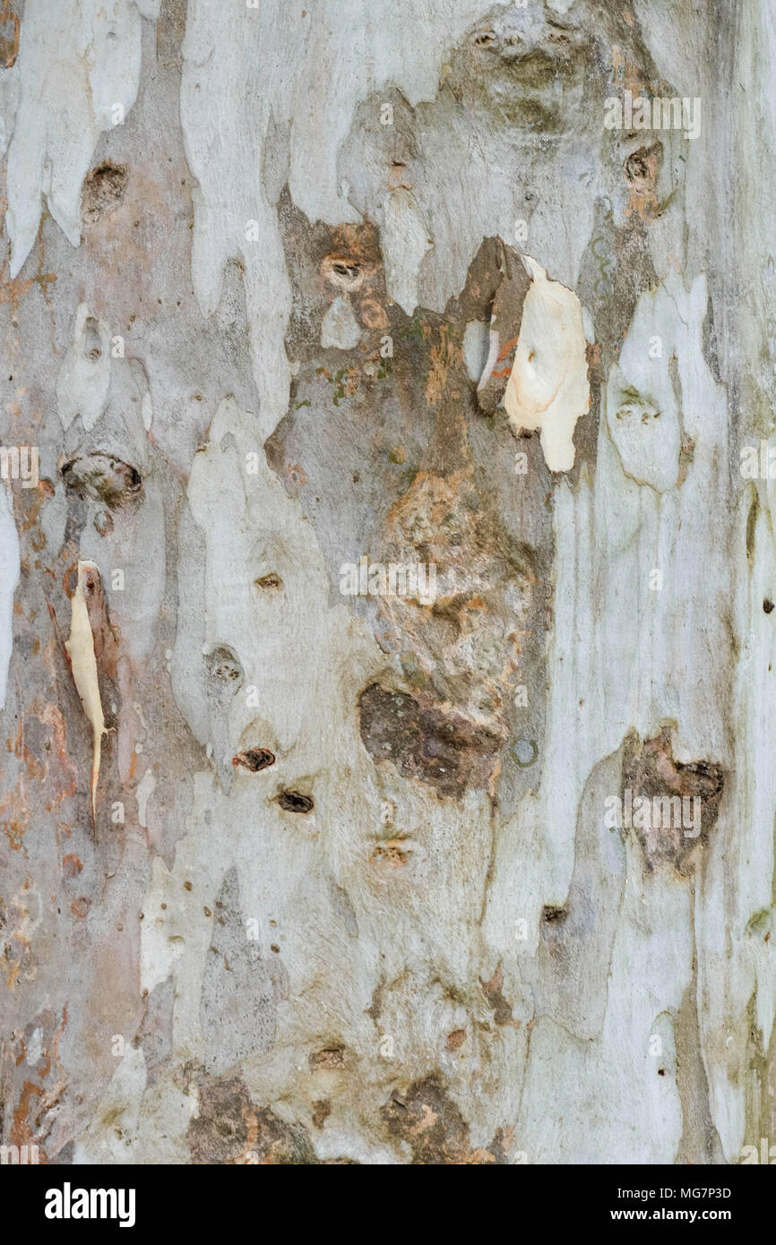 abstract pattern of old Eucalyptus tree bark Stock Photo - Alamy