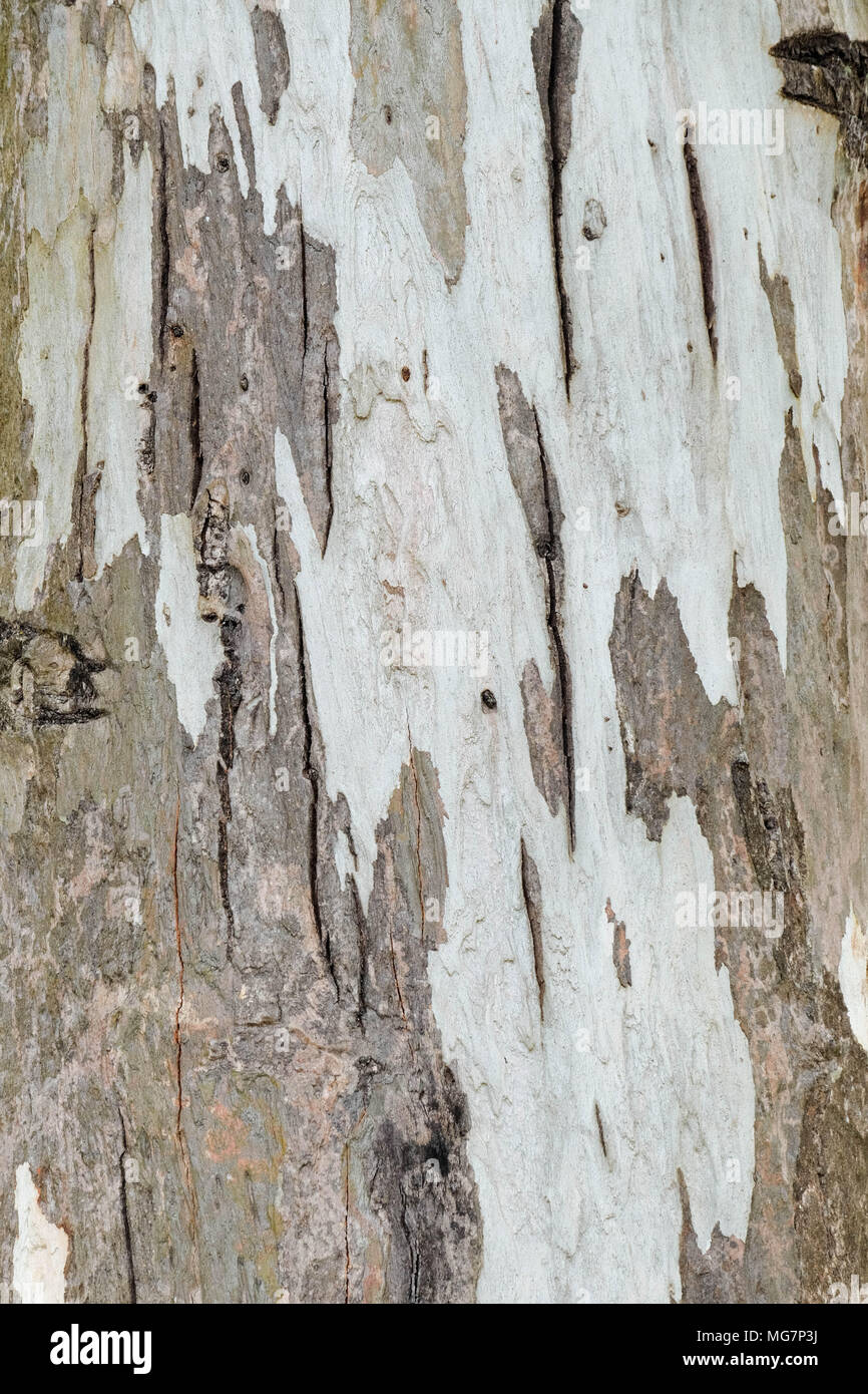 abstract pattern of old Eucalyptus tree bark Stock Photo - Alamy