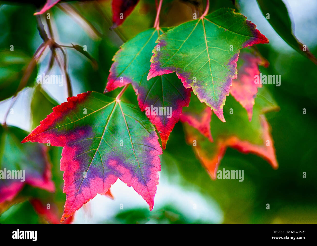 Multi colored maple leaves hi-res stock photography and images - Alamy