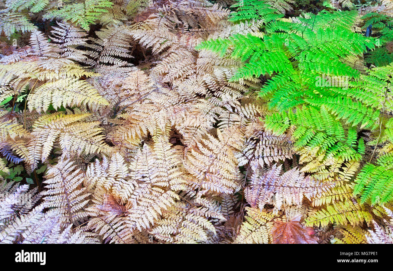 Autumn turning leaves of forest ferns Stock Photo - Alamy
