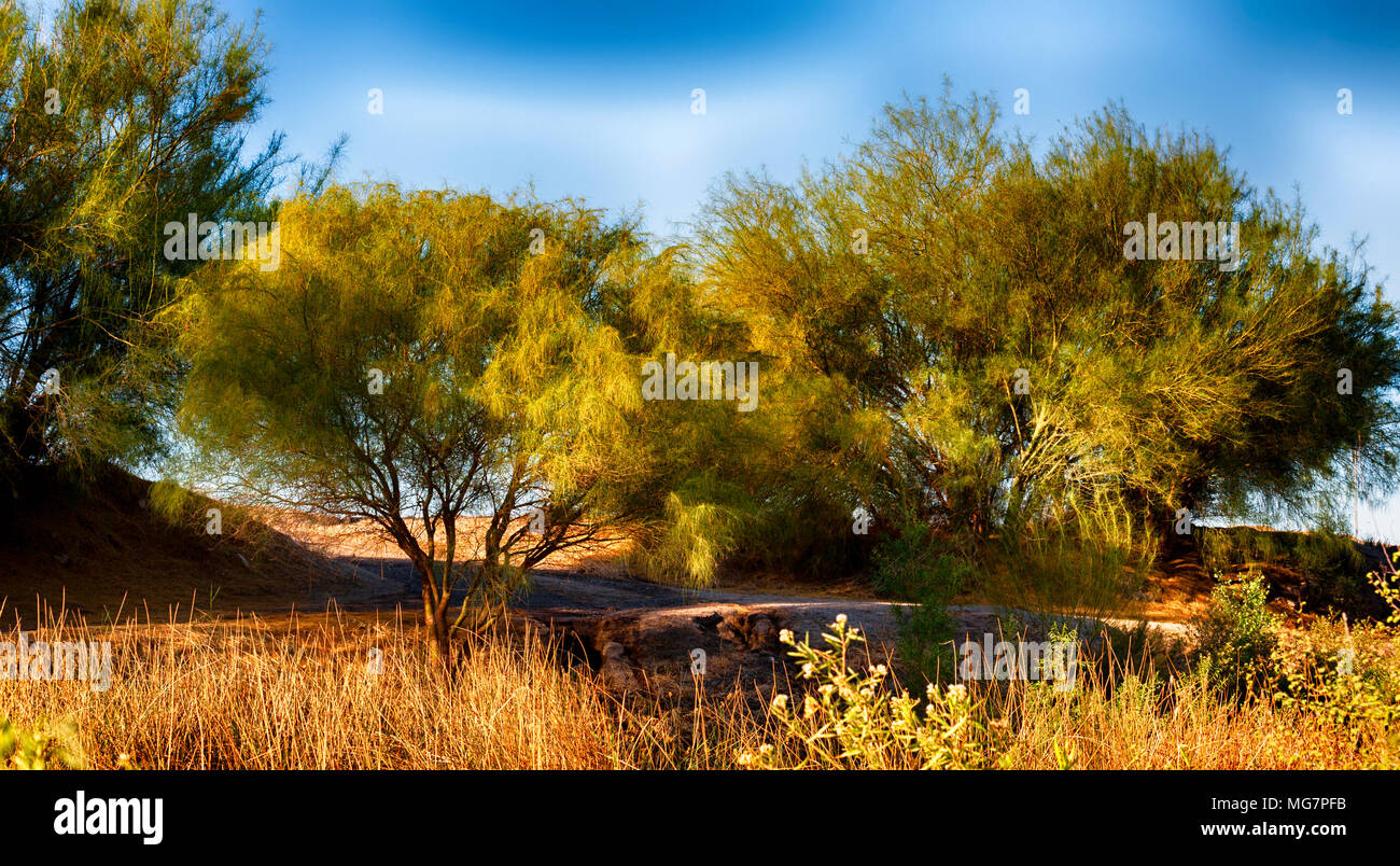 Arizona desert trees hi-res stock photography and images - Alamy