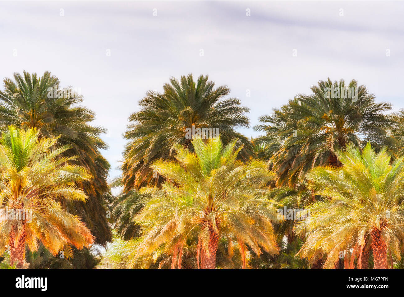 Arizona trees row hi-res stock photography and images - Alamy