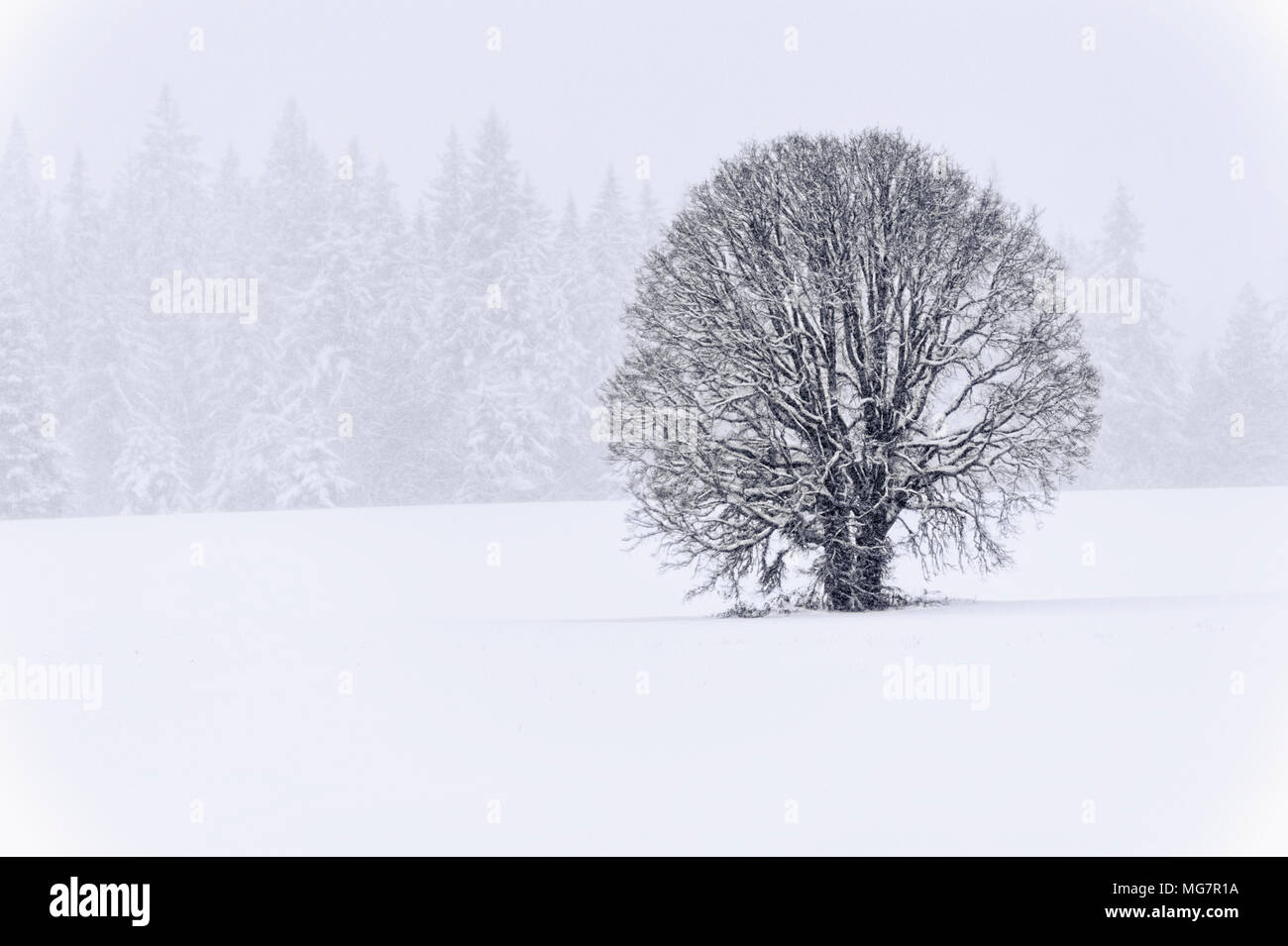 White oak trees hi-res stock photography and images - Alamy