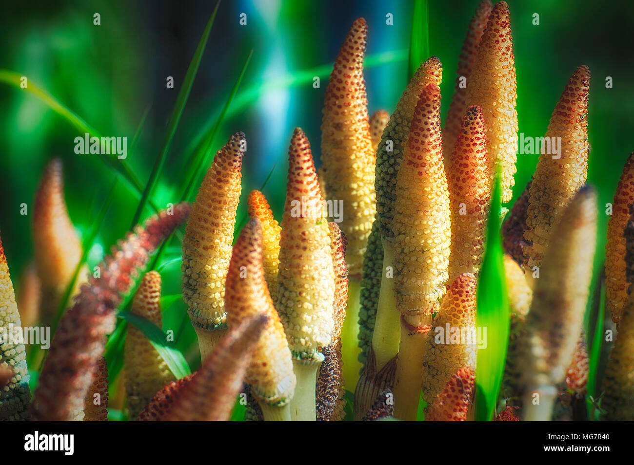 Stems with new growth hi-res stock photography and images - Alamy