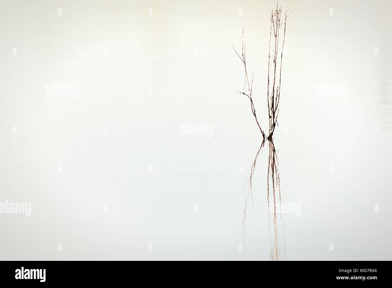 A minimalist of twigs reflecting in a pond Stock Photo - Alamy