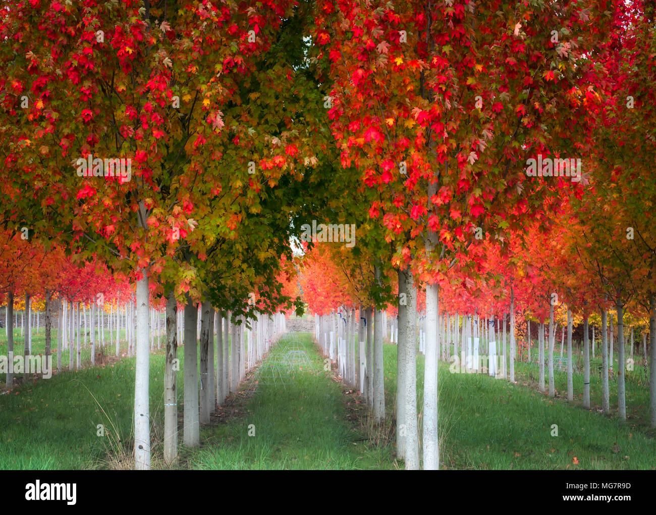 November trees, bright hi-res stock photography and images - Alamy