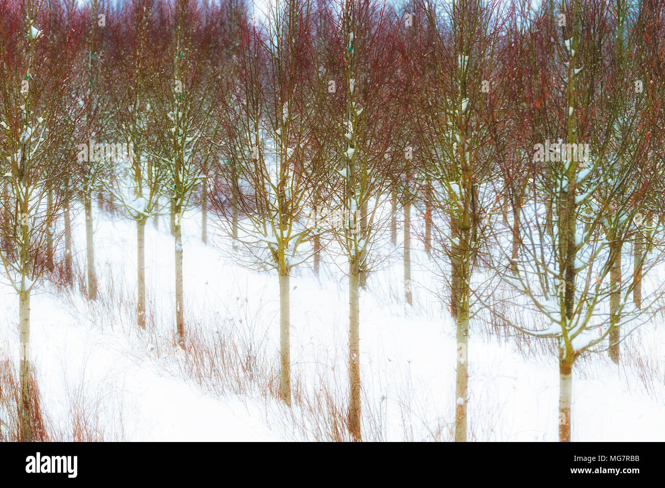 Rows of trees on a tree farm their structures stand out against the ...