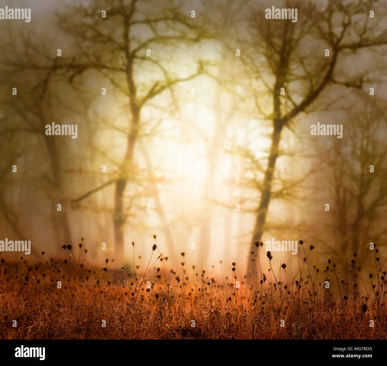 Morning sunlight filters through fog in this forest setting Stock Photo ...