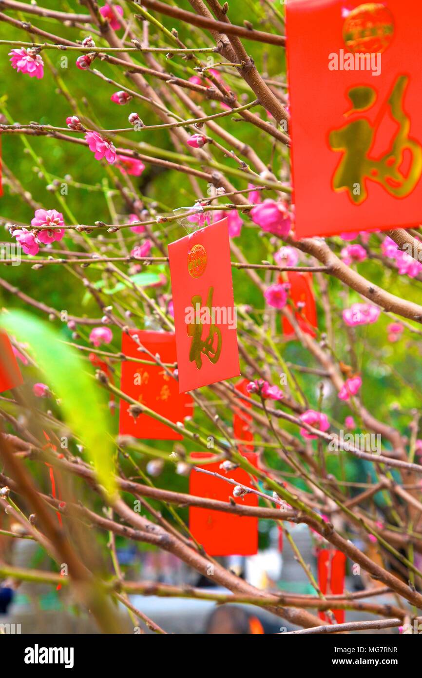 Cherry Blossom Trees With Lai See Red Envelopes For Chinese New Year ...