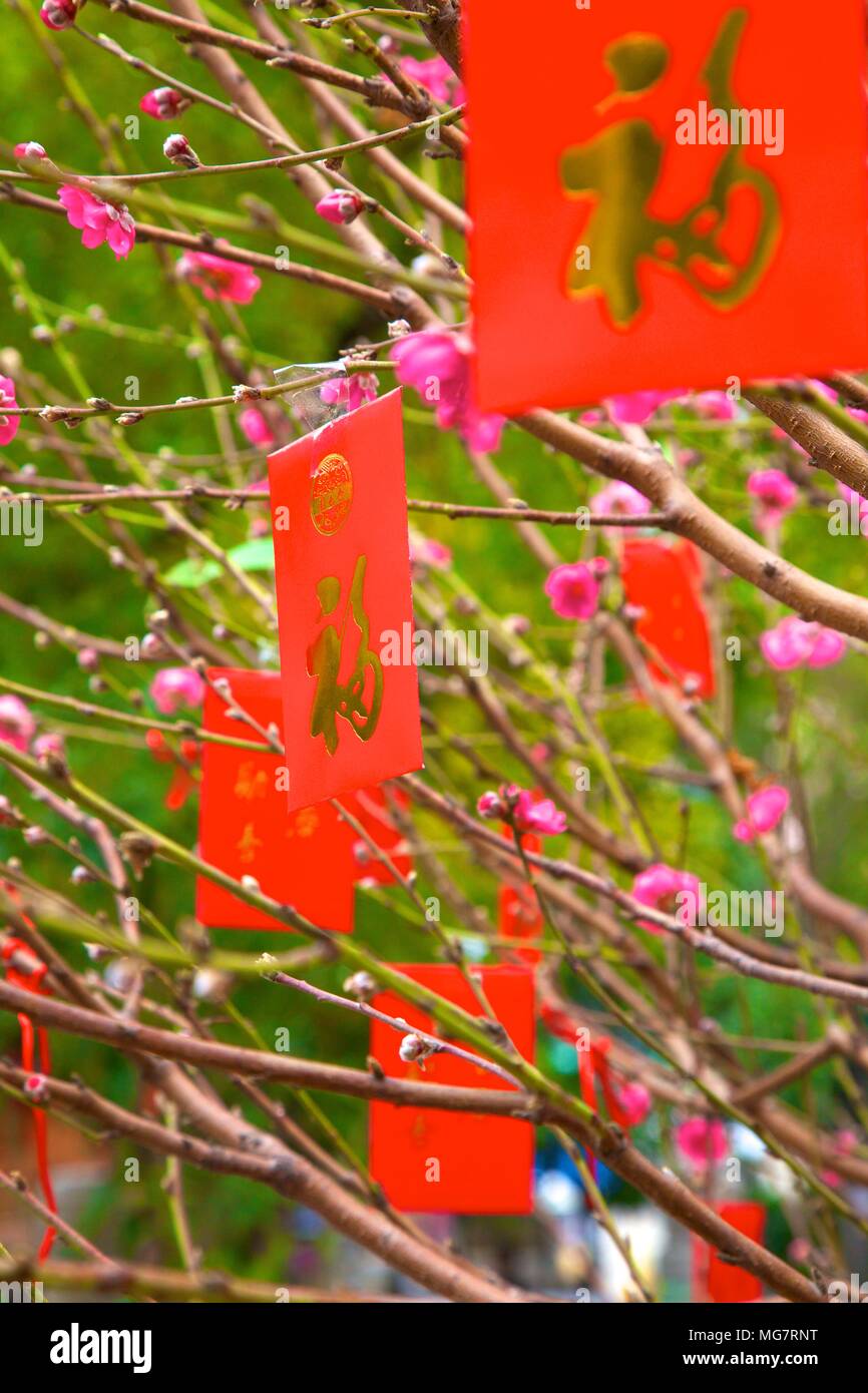 Cherry Blossom Trees With Lai See Red Envelopes For Chinese New Year