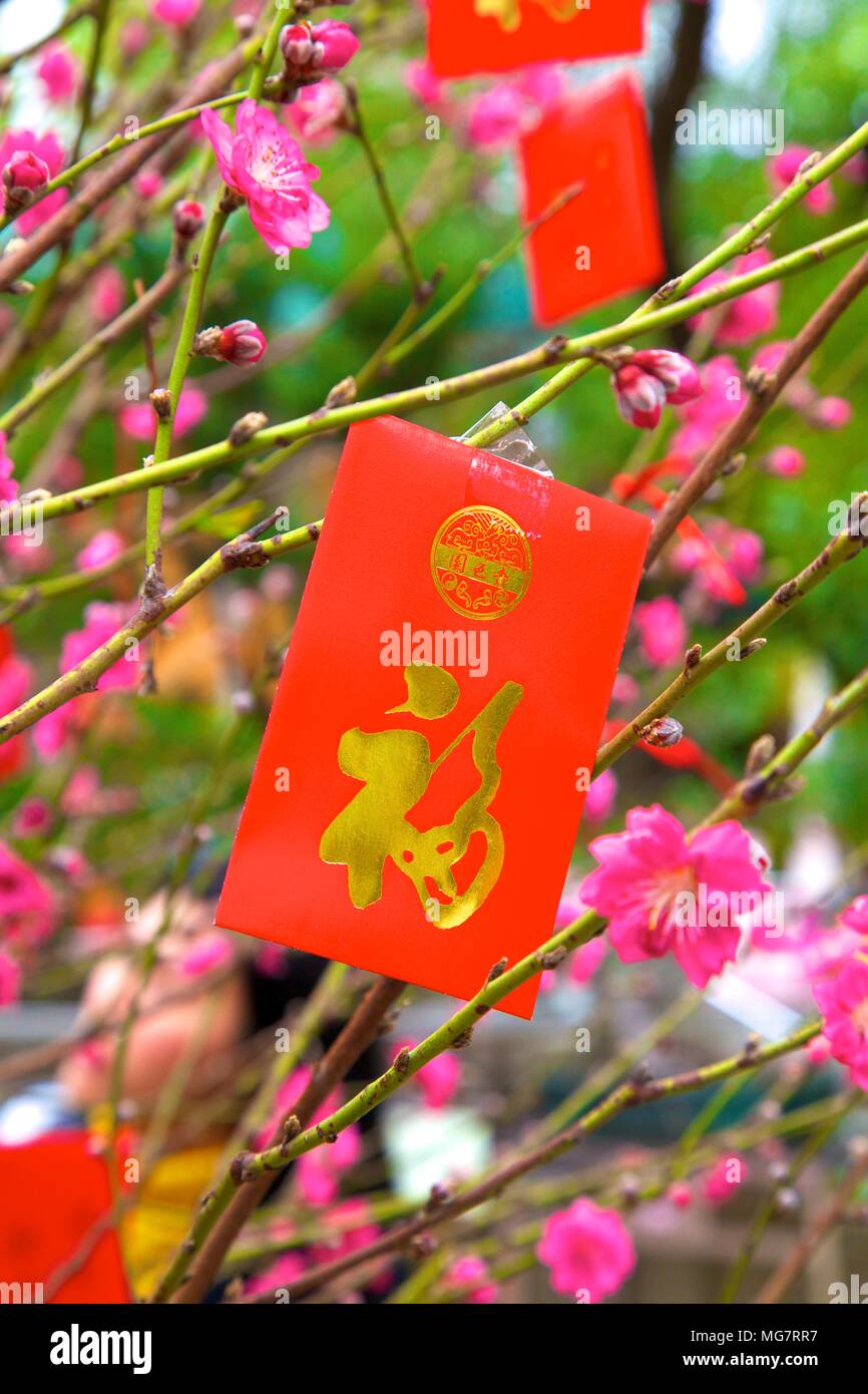 Cherry Blossom Trees With Lai See Red Envelopes For Chinese New Year ...