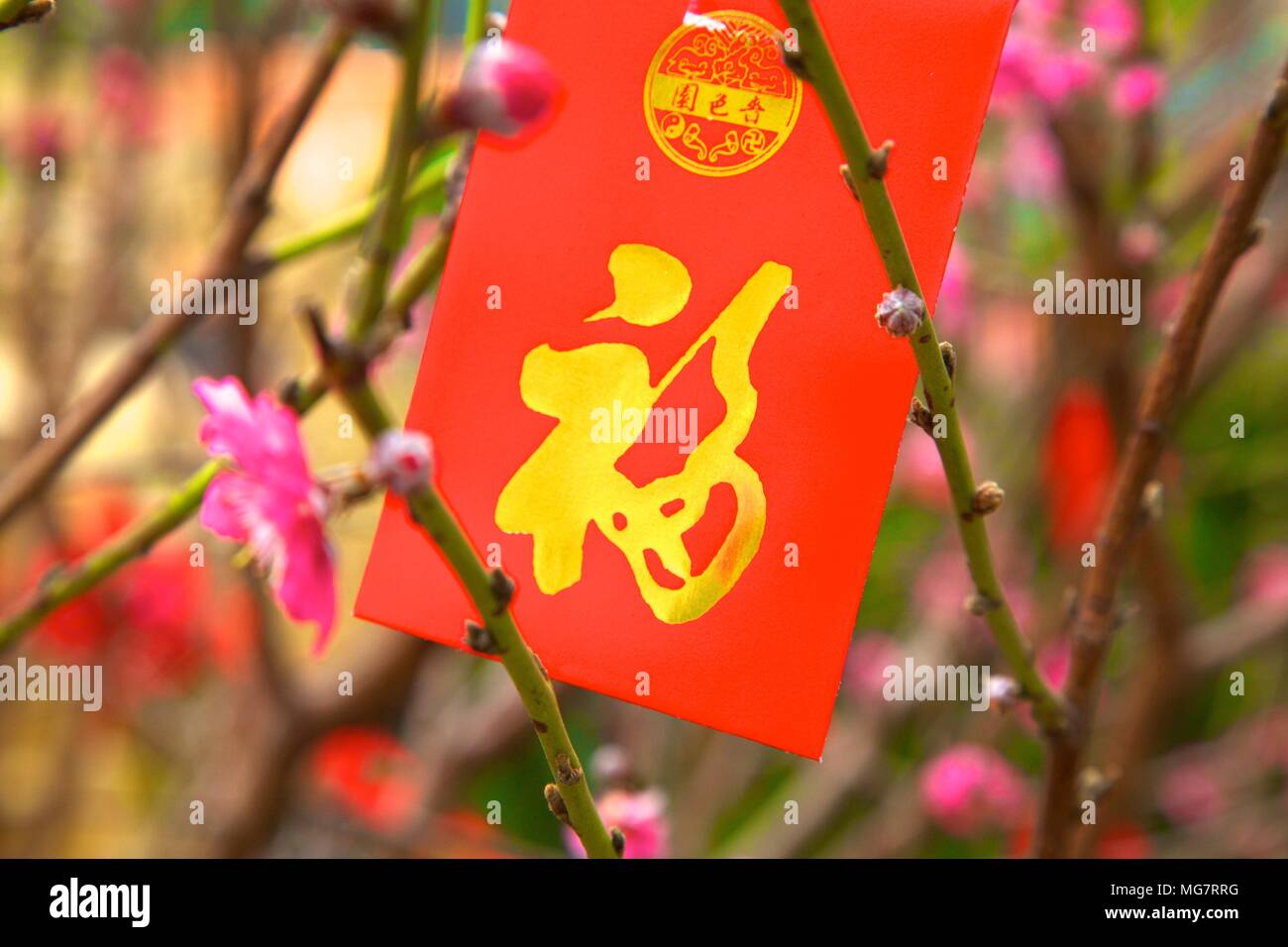 Cherry Blossom Trees With Lai See Red Envelopes For Chinese New Year ...