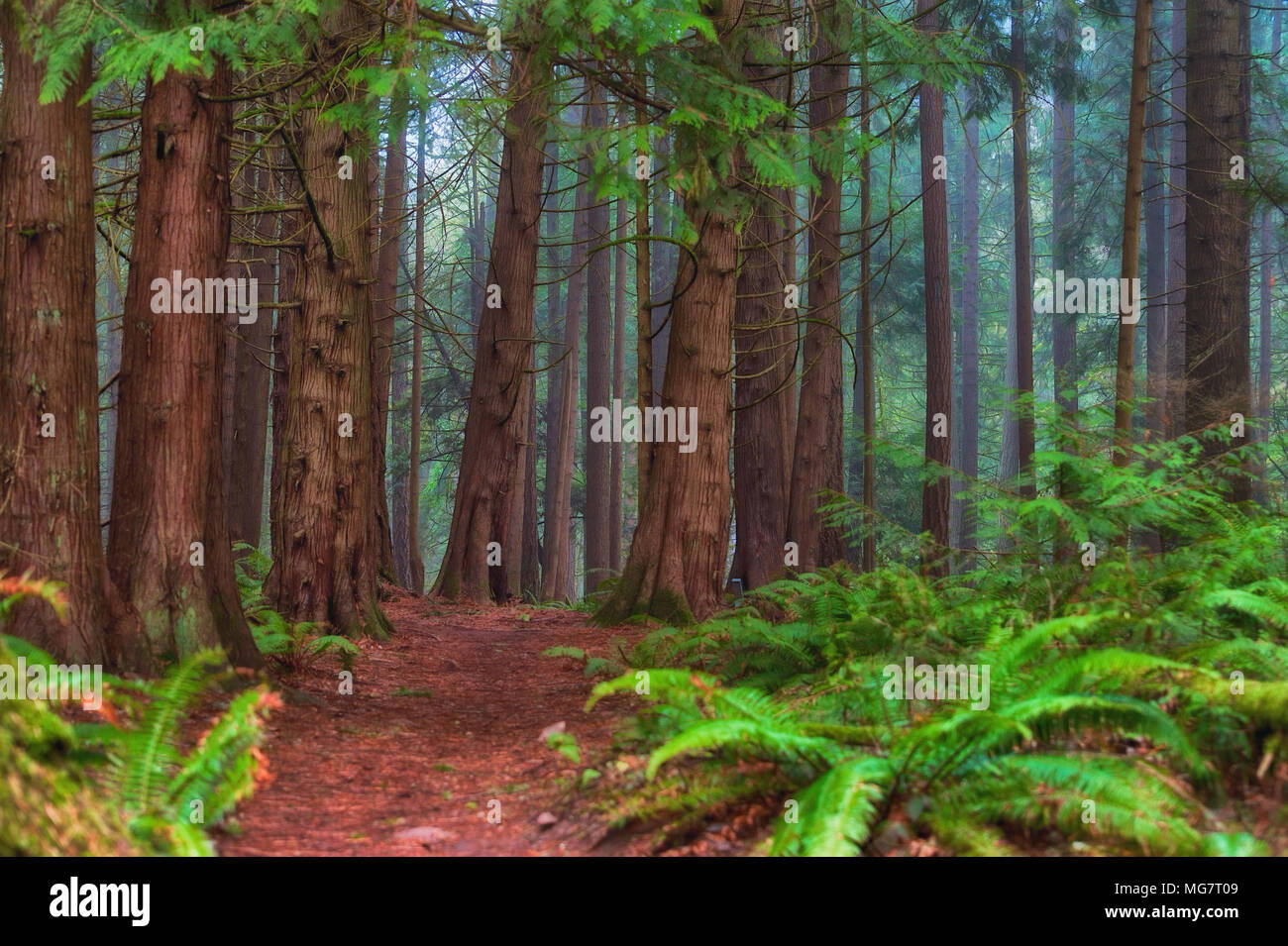 A forest path through heavy forest, light fog and fern line Stock Photo ...