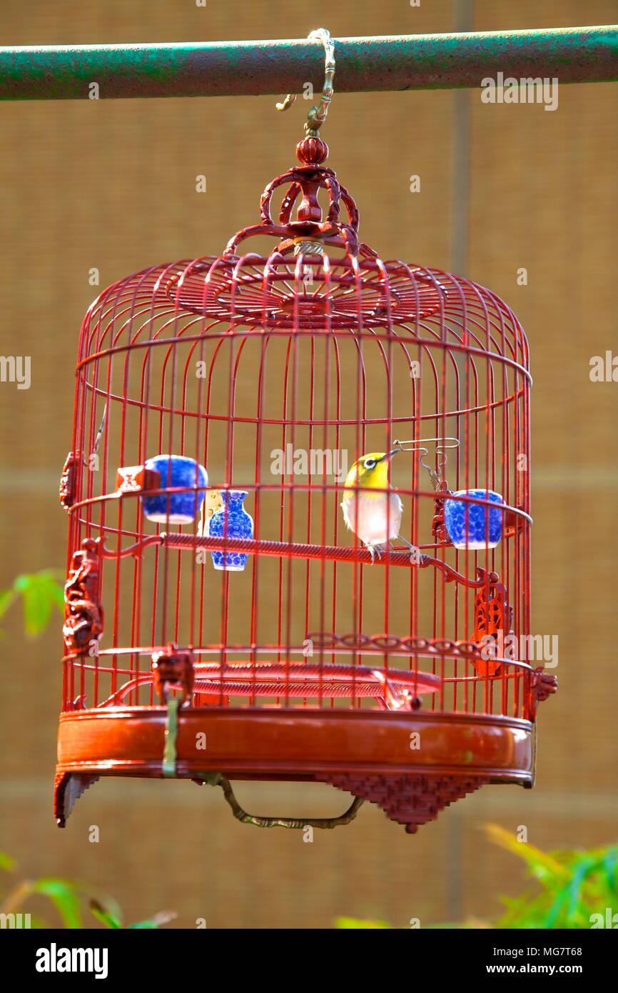 Yuen Po Street Bird Garden, Hong Kong, China, South East Asia Stock ...