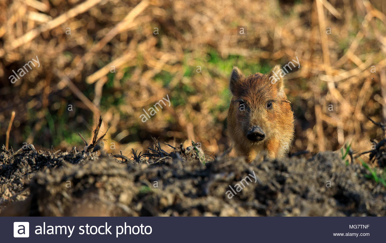 Happy Wild Boar Stock Photos & Happy Wild Boar Stock Images - Alamy