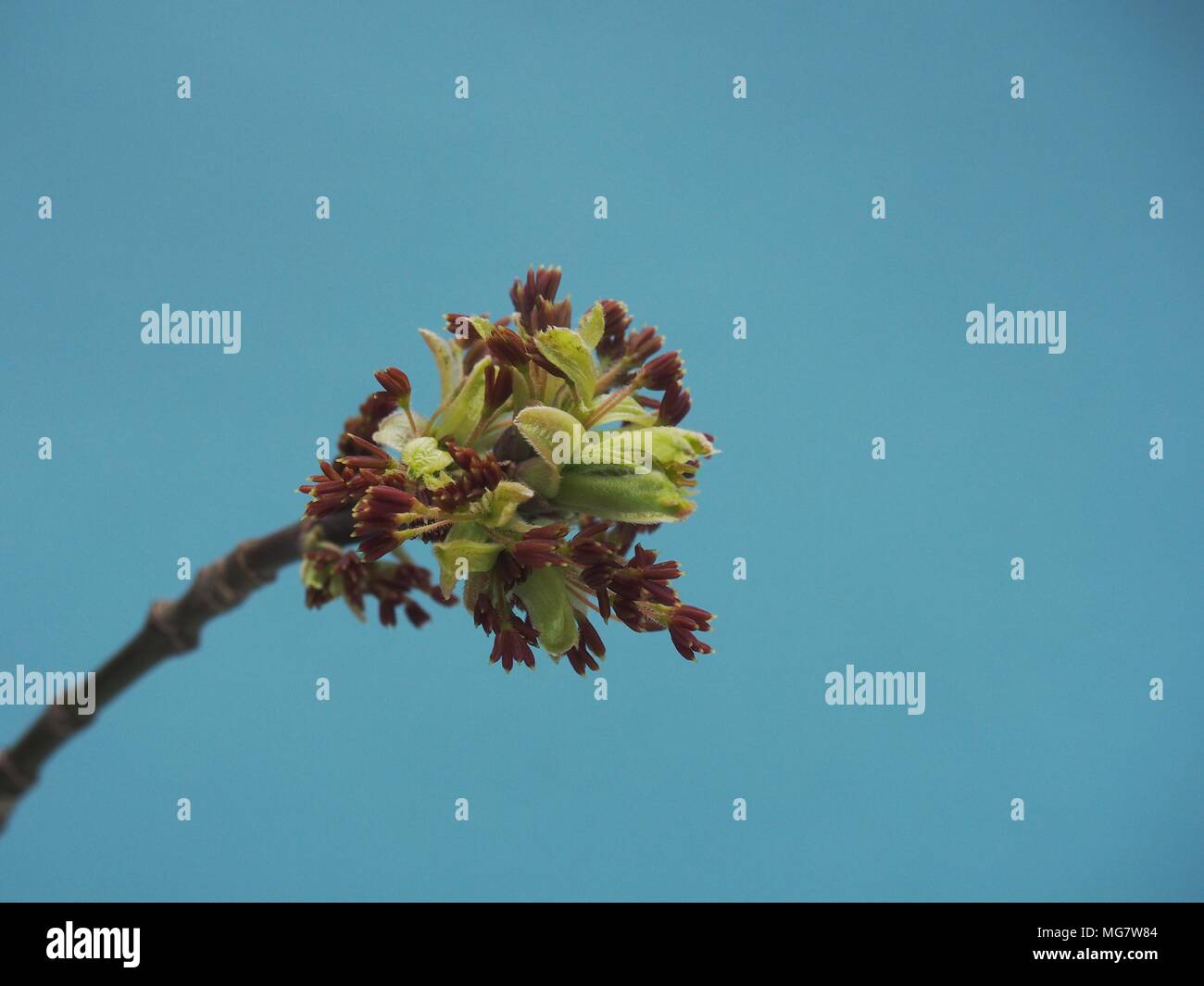 Open flowers, maple American. Blue background. It's spring. Close up ...