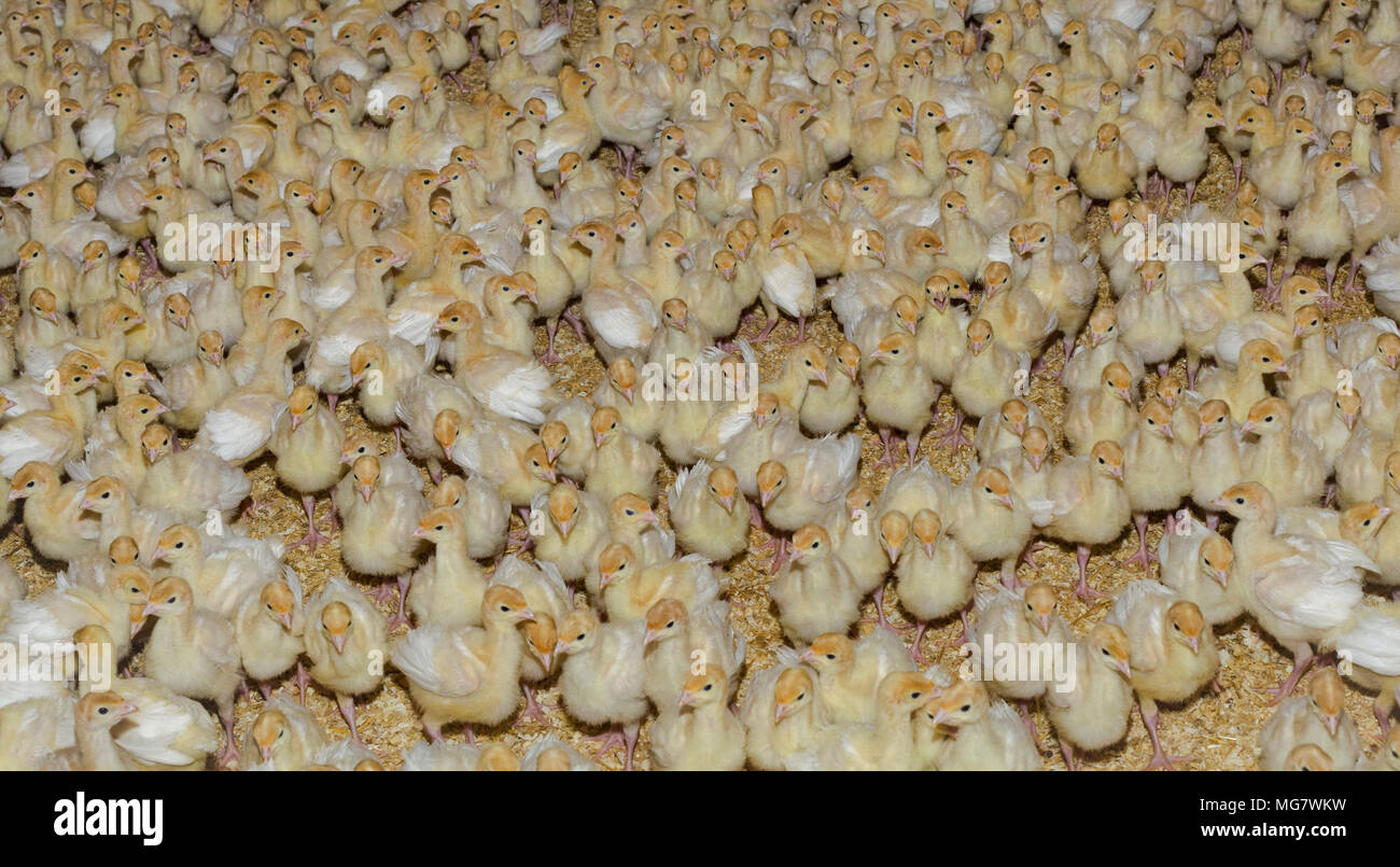Chicks farm hi-res stock photography and images - Alamy