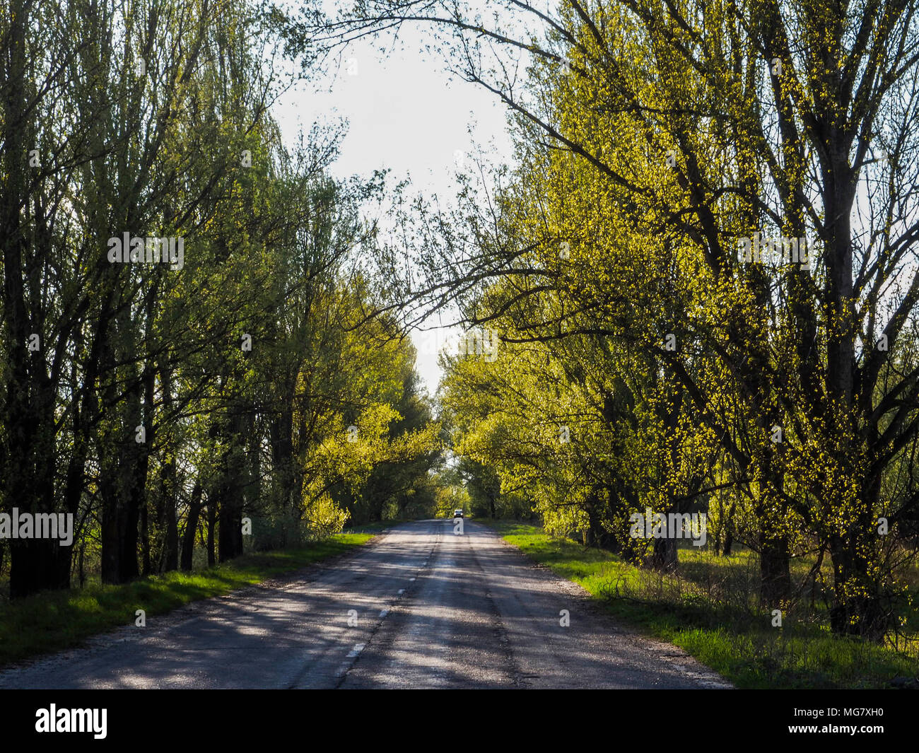 Landscape of straight road under the trees Stock Photo - Alamy