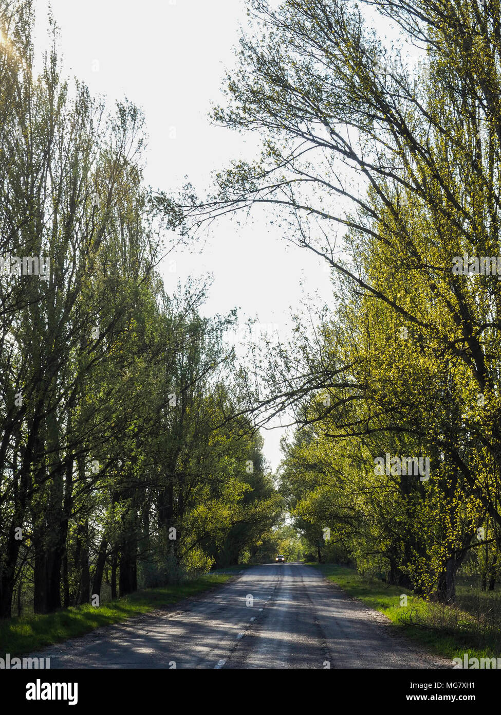 Landscape of straight road under the trees Stock Photo - Alamy