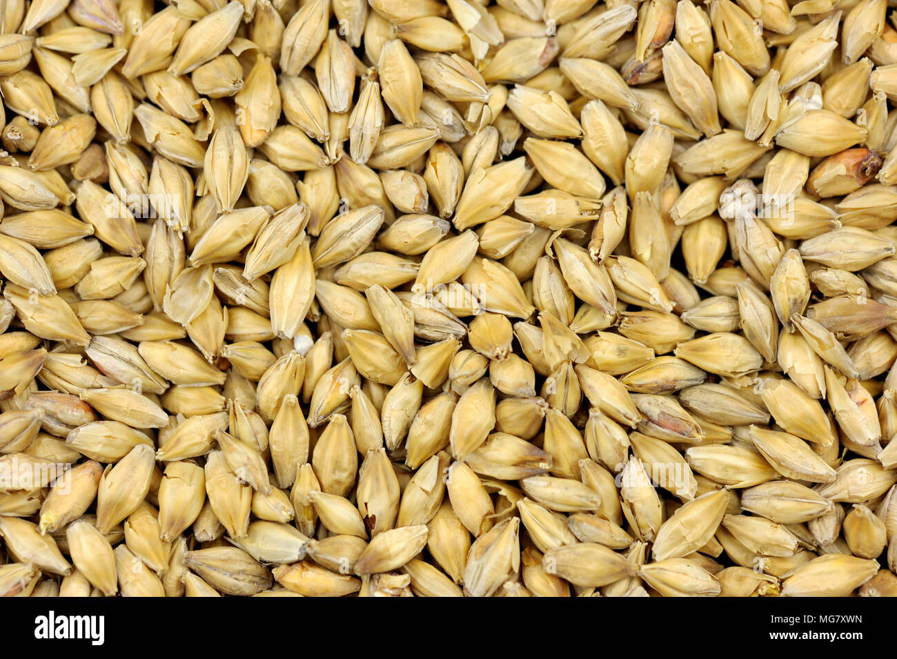 Maris Otter two row malted brewing barley grains, pale malt used in ...