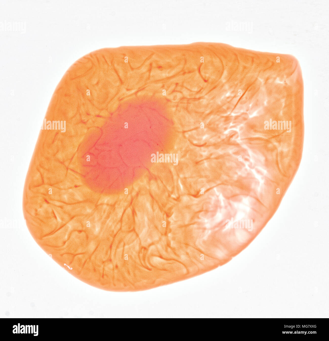 Life force art Cut Out Stock Images & Pictures - Alamy