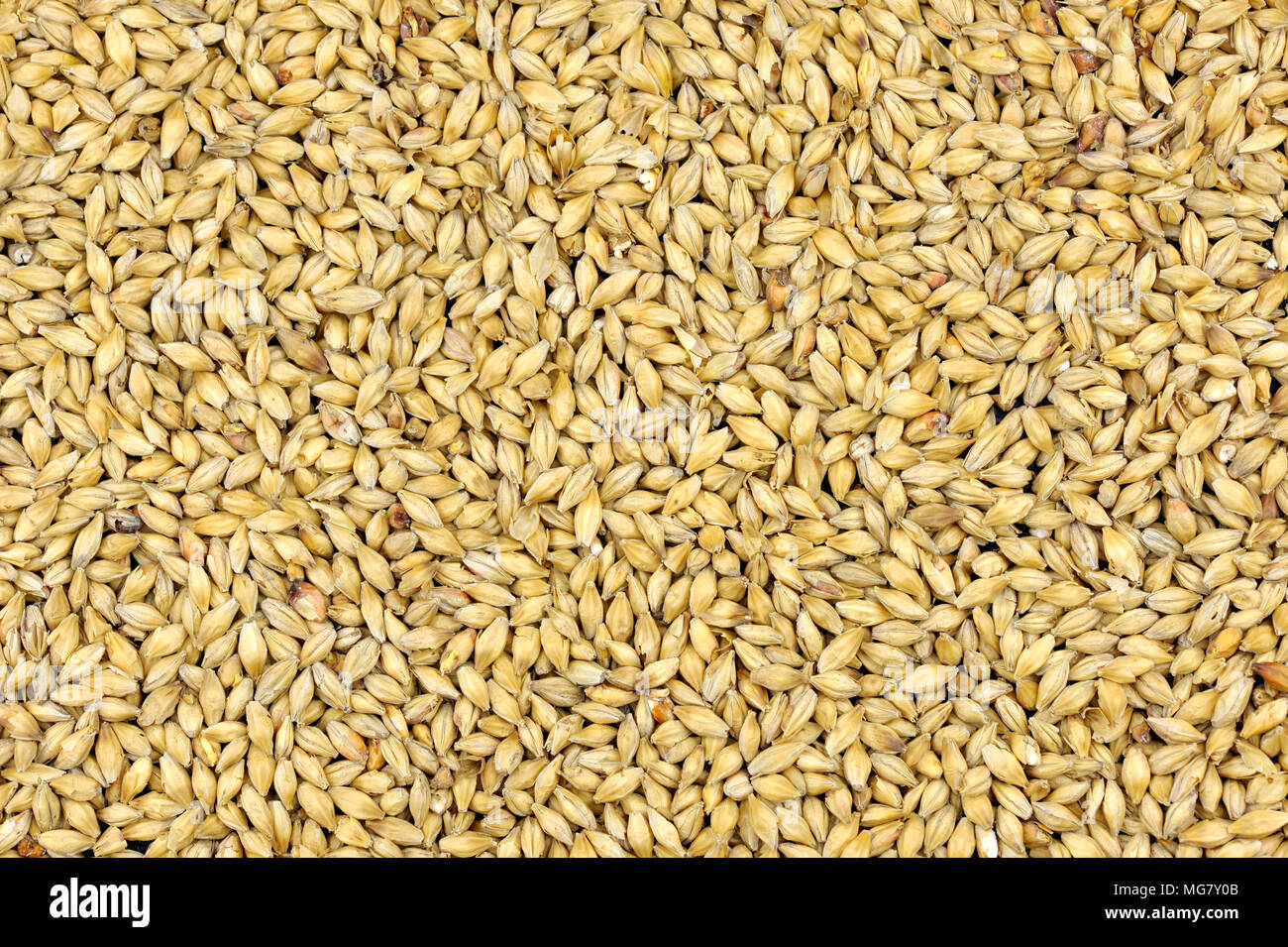 Maris Otter two row malted brewing barley grains, pale malt used in ...