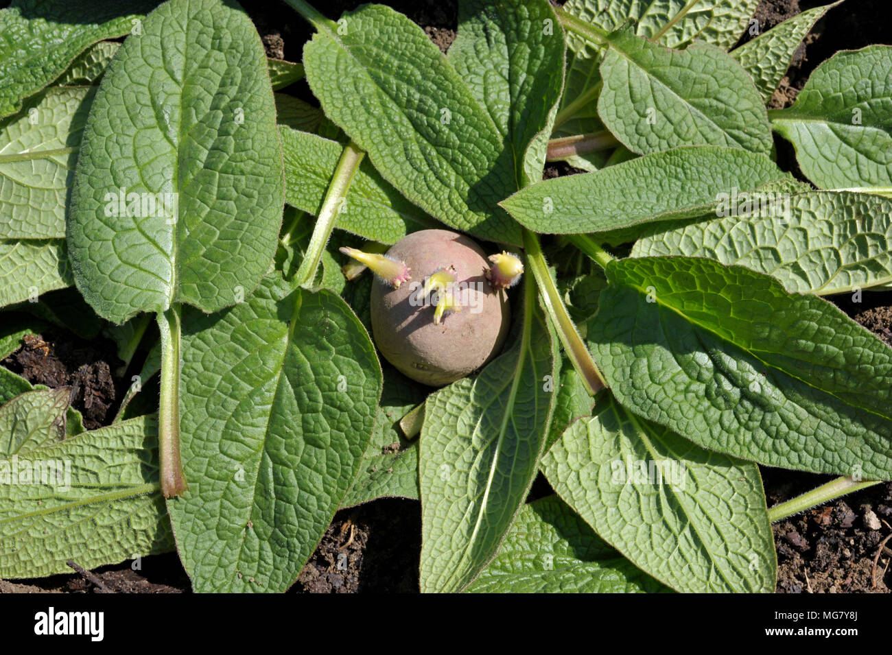 Planting chitted Desiree red maincrop seed potatoes in a vegetable ...