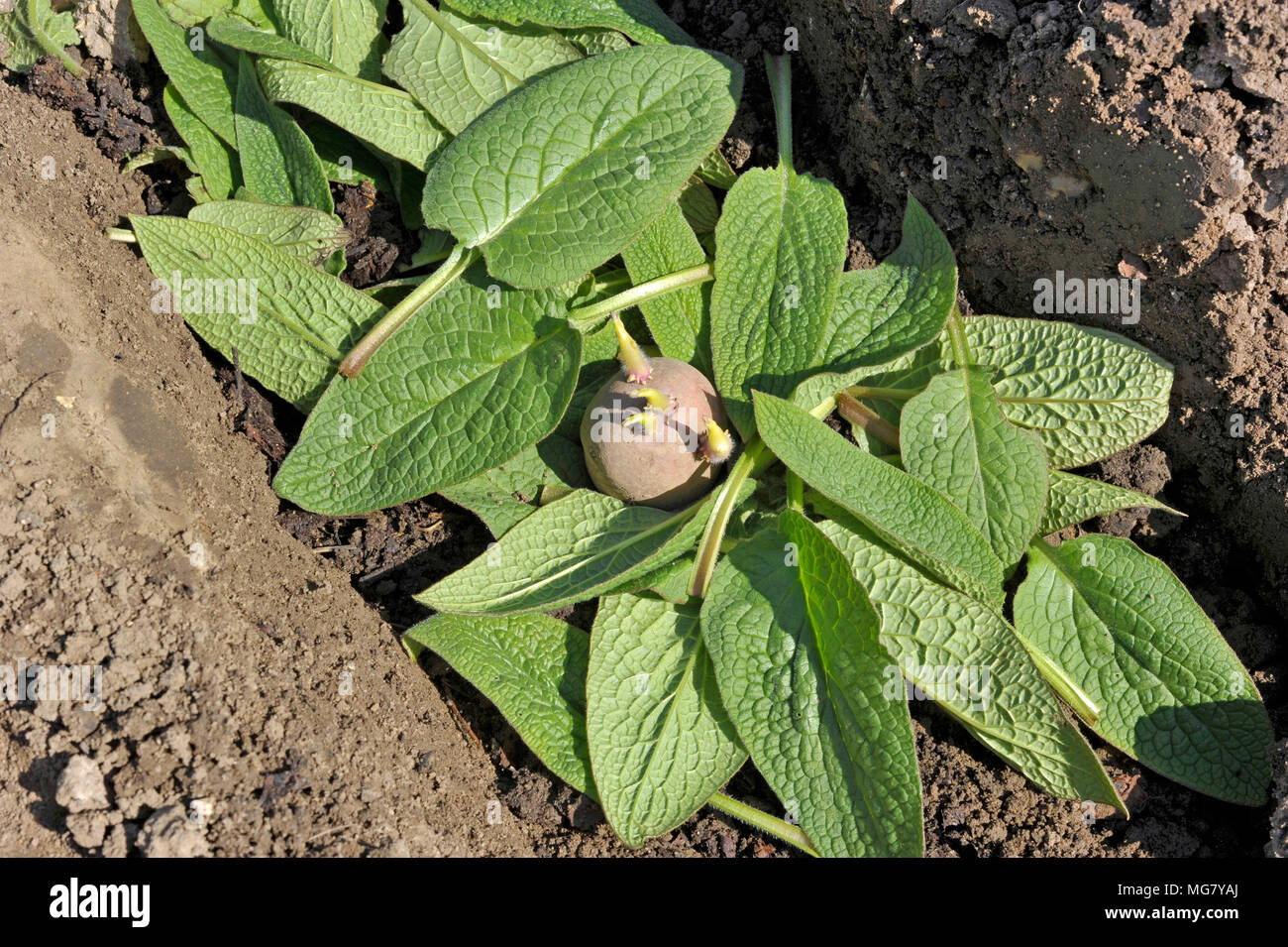 Planting chitted Desiree red maincrop seed potatoes in a vegetable ...