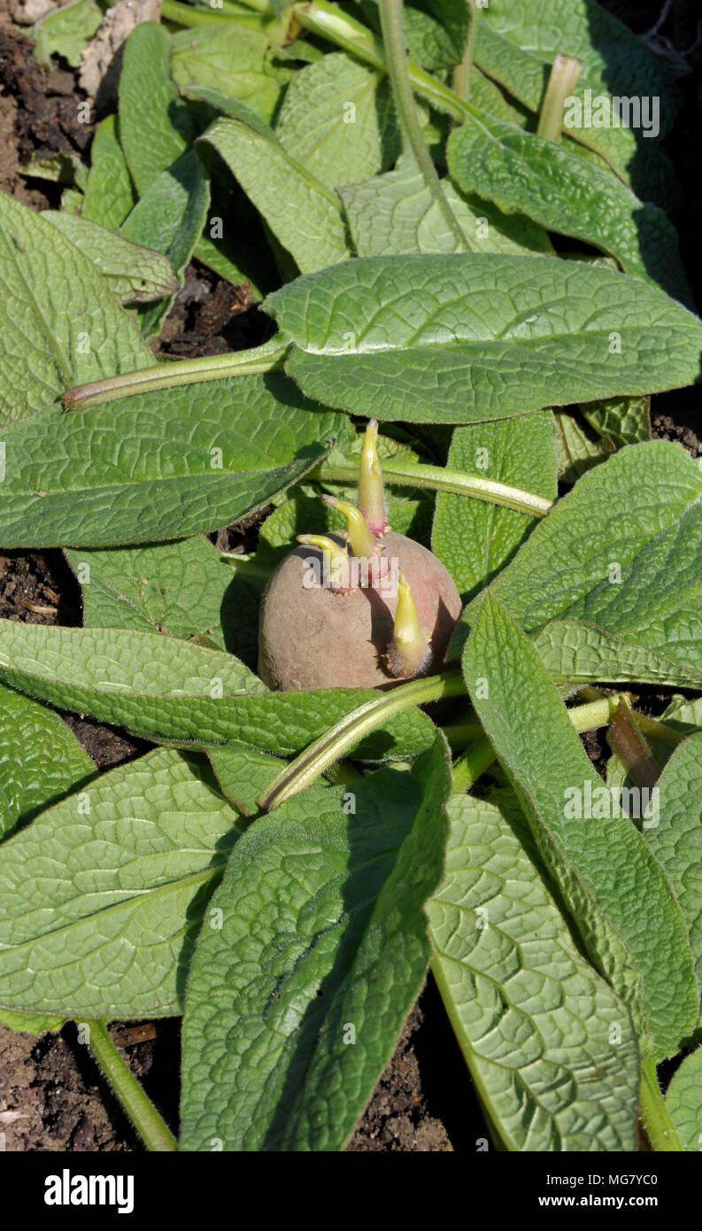 Planting chitted Desiree red maincrop seed potatoes in a vegetable ...
