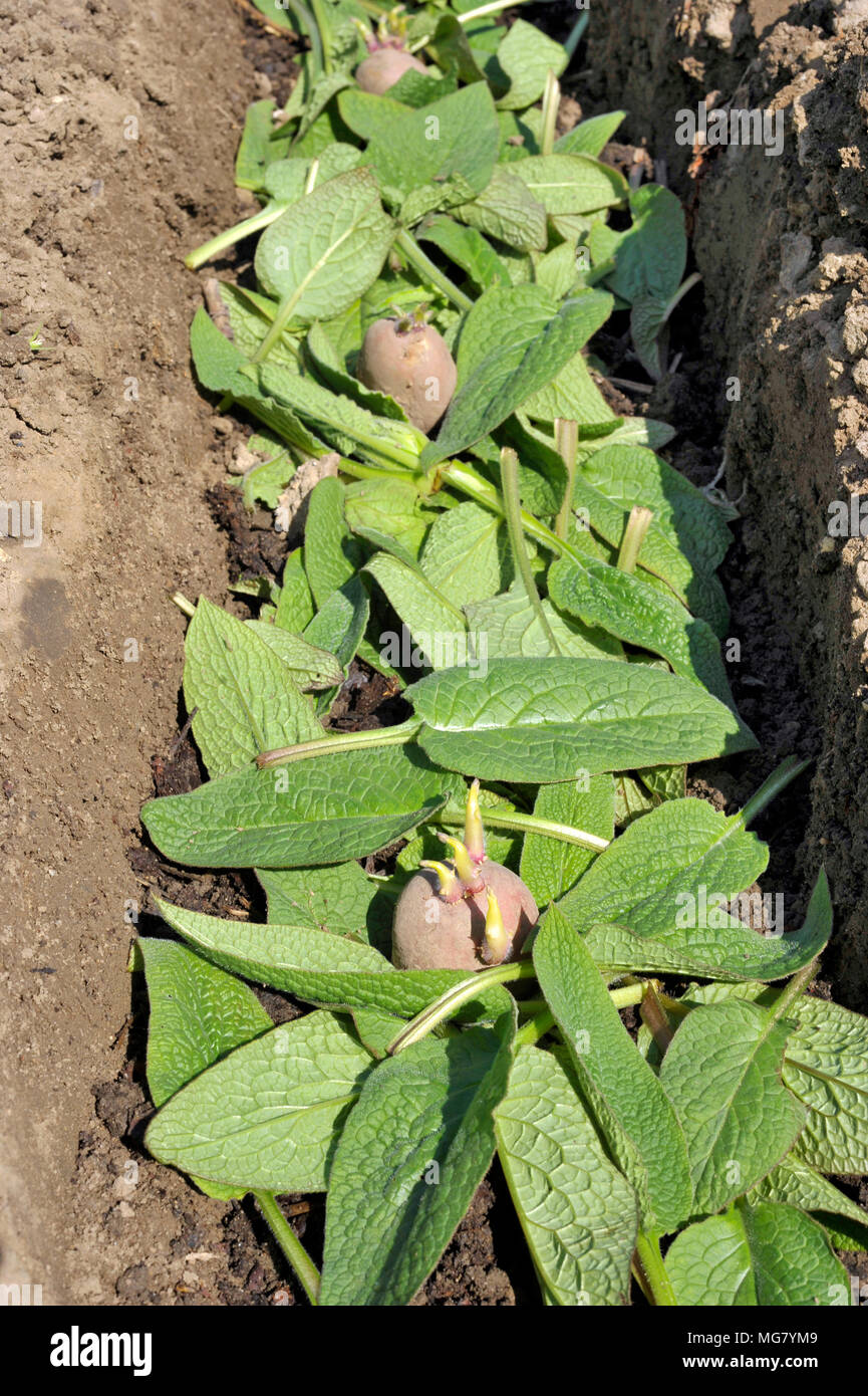 Planting chitted Desiree red maincrop seed potatoes in a vegetable ...