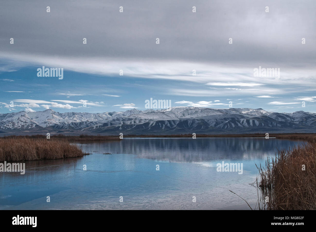 Tulip bulb roots Stock Photo - Alamy