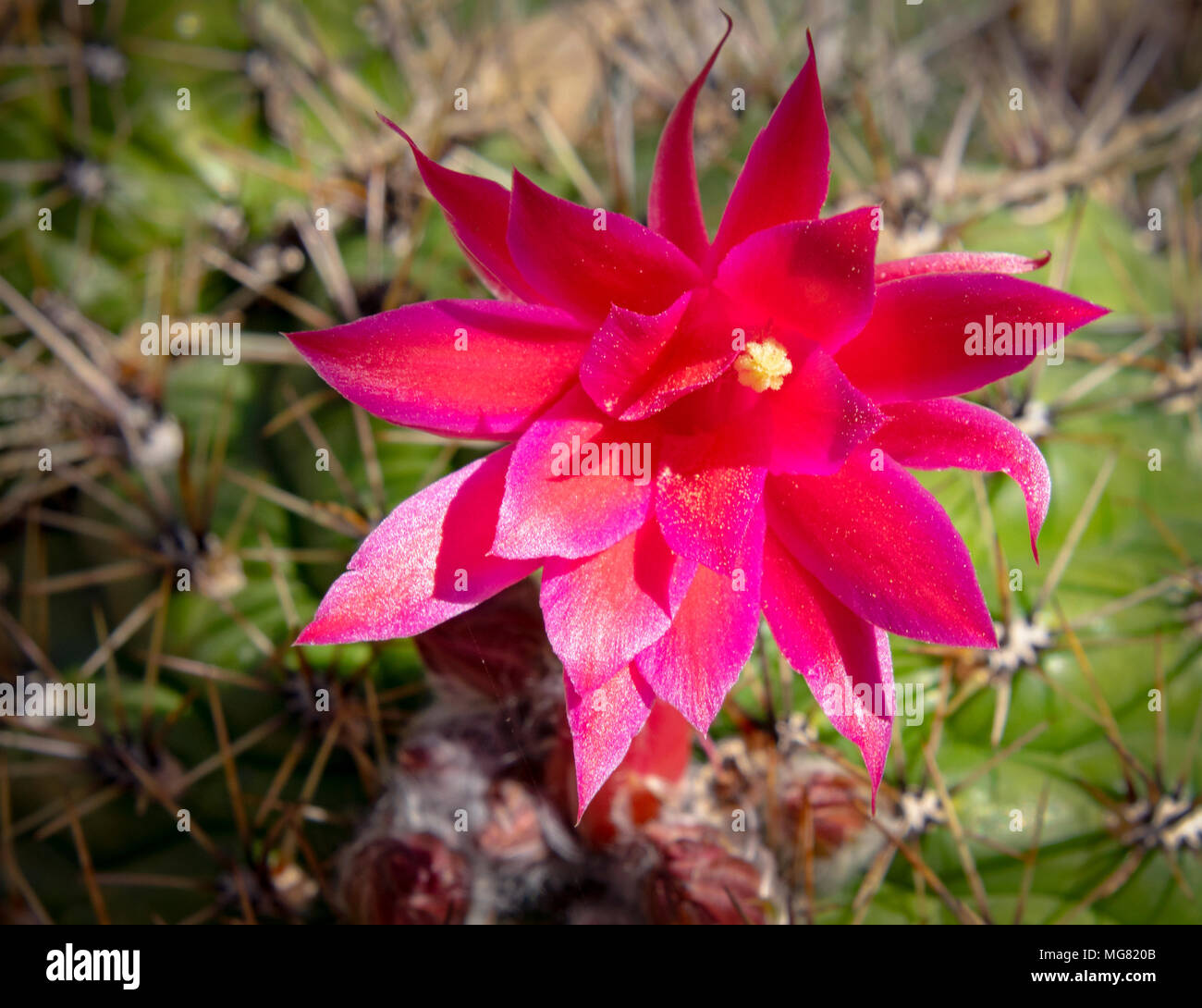 Peruvian cactus hi-res stock photography and images - Alamy
