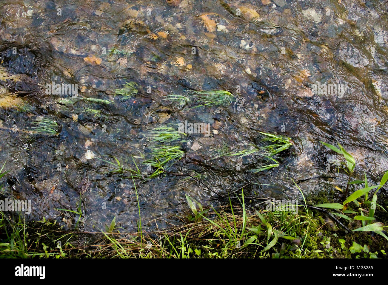 Grass flowing in the water Stock Photo - Alamy