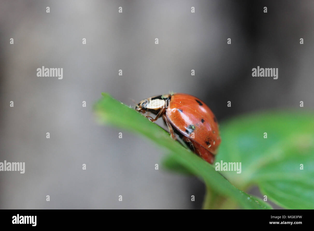 Ladybug on a leaf 2 Stock Photo - Alamy