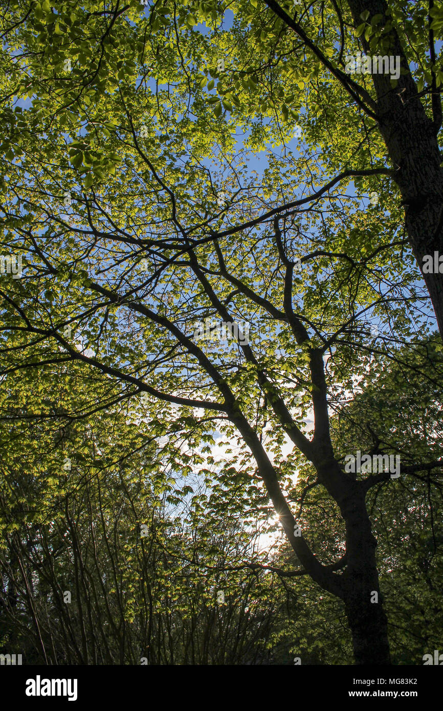 Light Behind the Leaves Stock Photo - Alamy