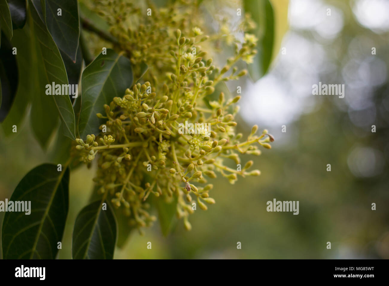 Avocado trees in flower at pollination time Stock Photo - Alamy