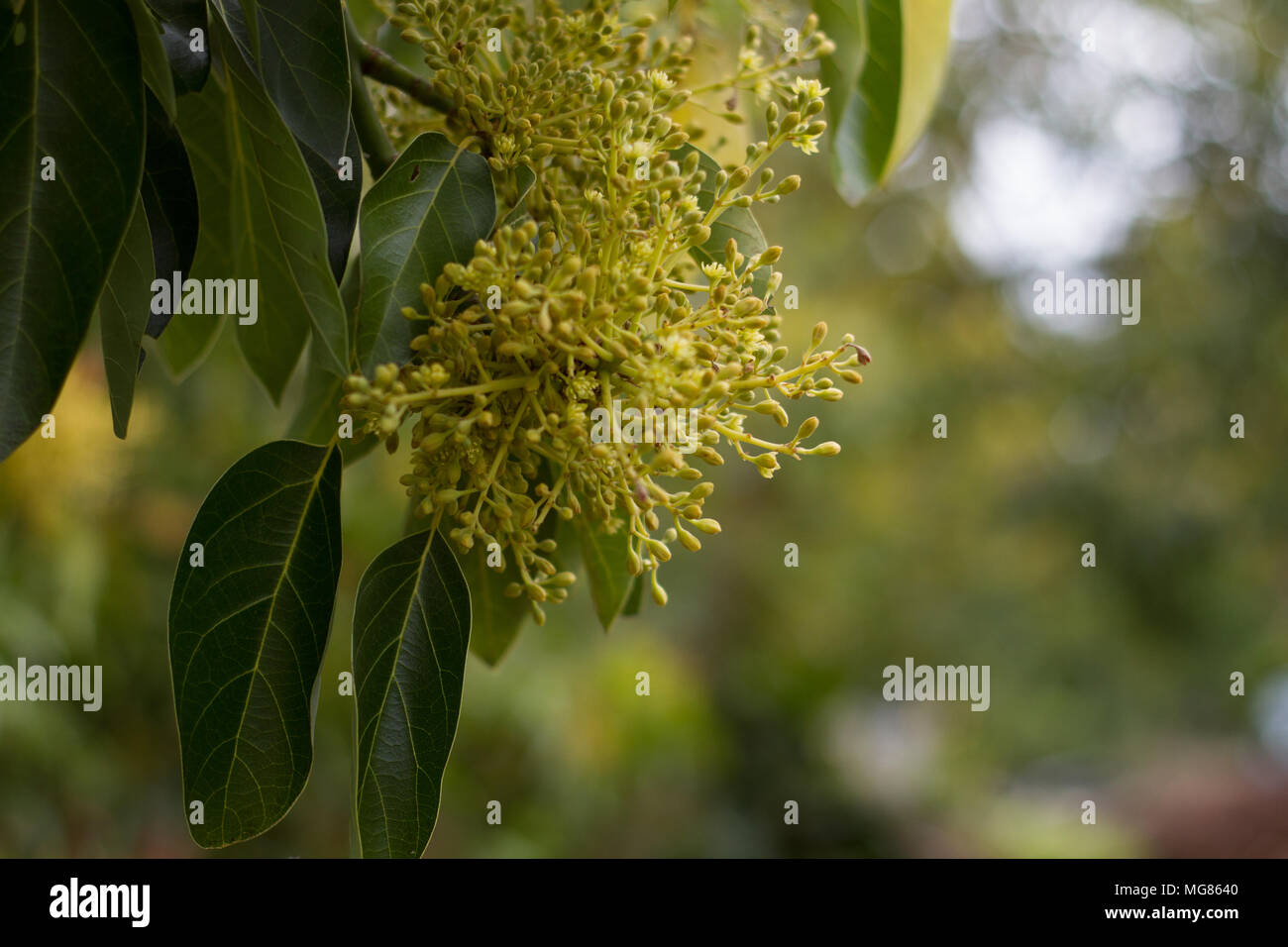 Avocado trees in flower at pollination time Stock Photo - Alamy